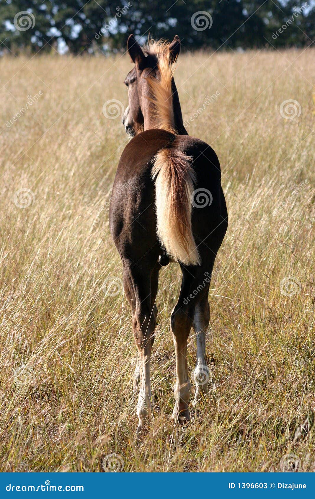 Colt in Field stock image. Image of foal, colt, flax, brown - 1396603
