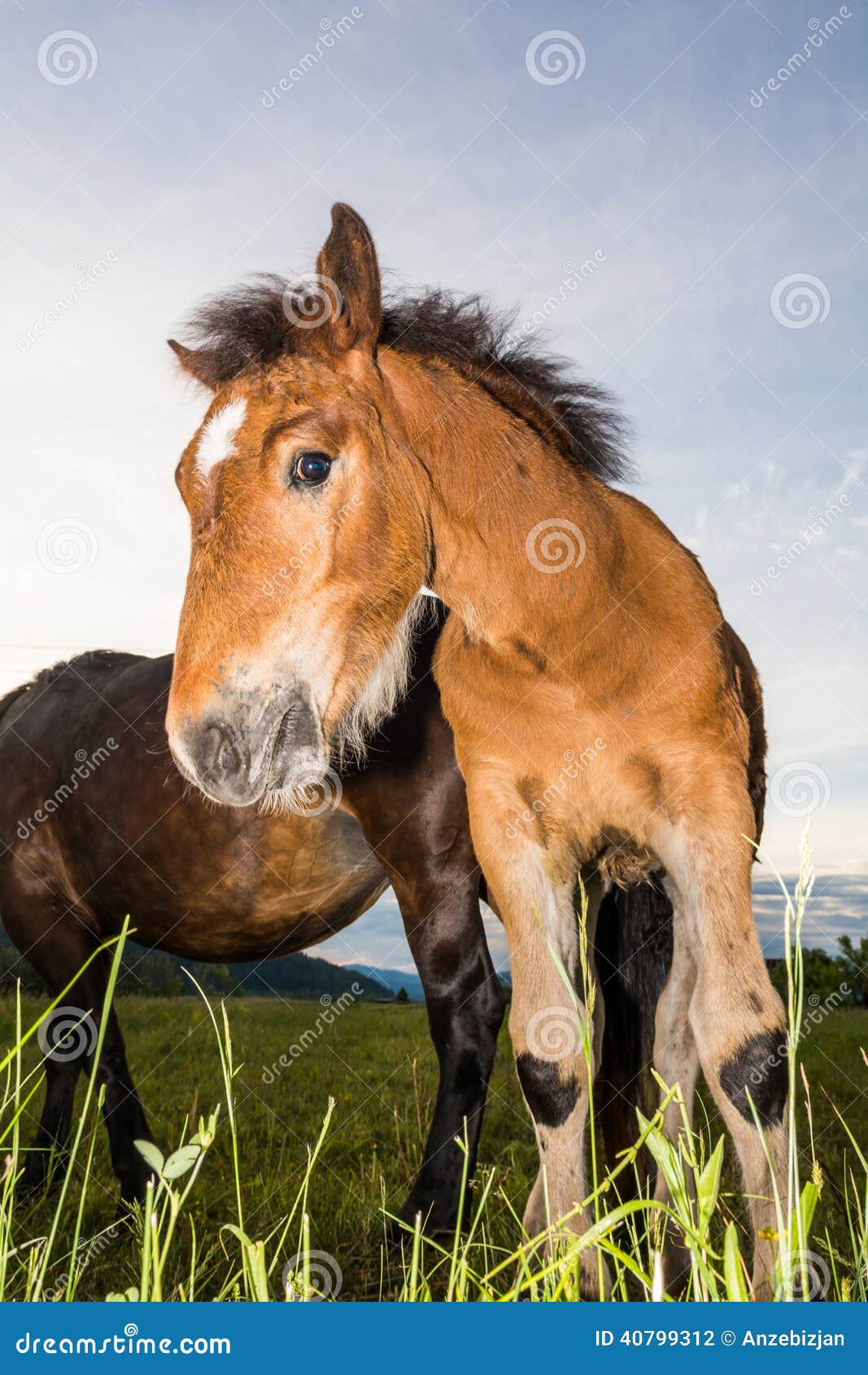 Colt in Front of Its Mother Stock Photo - Image of feeding, beautiful ...