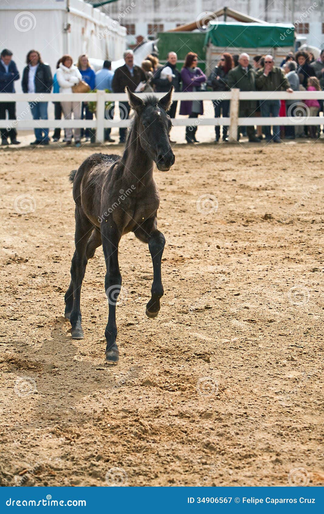 Colt with His Mother in an Equestrian Competition Editorial Photography ...