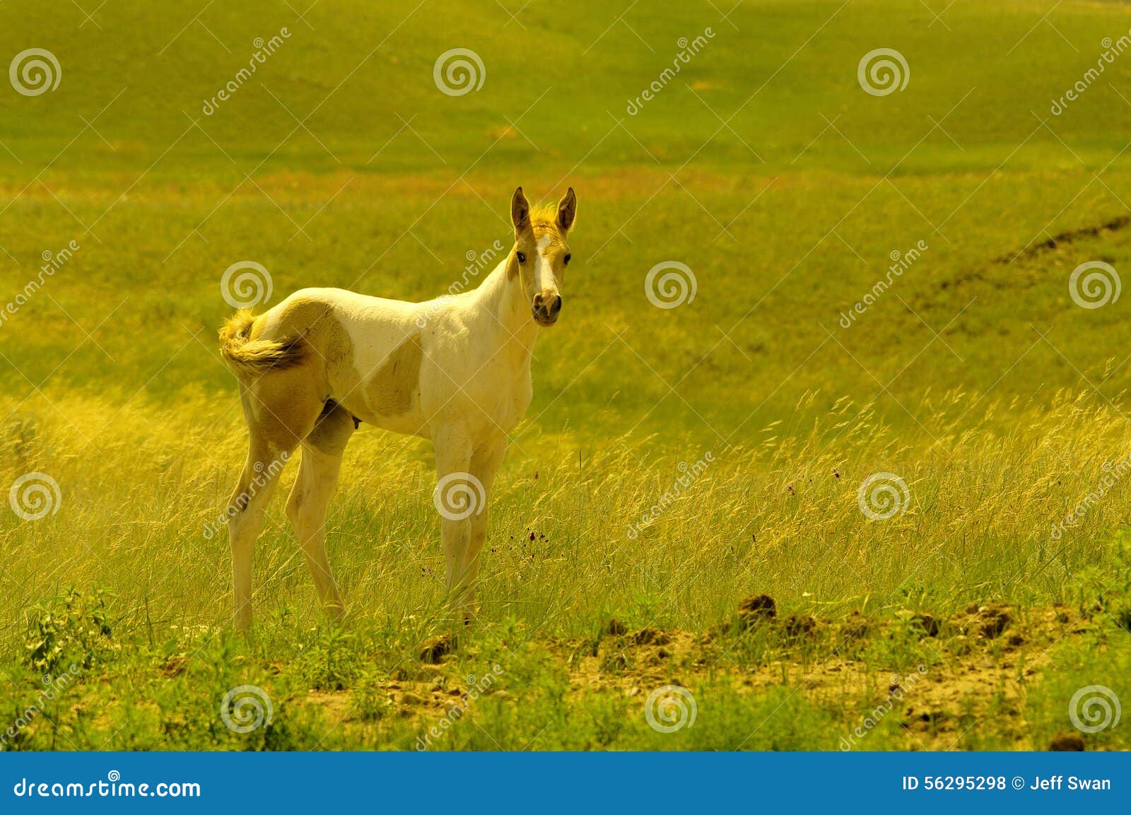 Colt and horses stock photo. Image of field, horses, four - 56295298