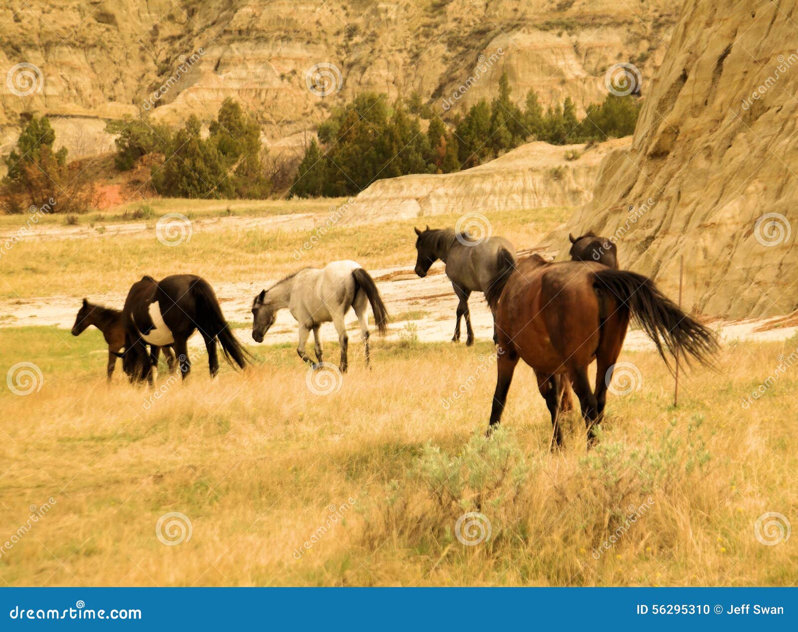 Colt and horses stock photo. Image of feral, mammals - 56295310