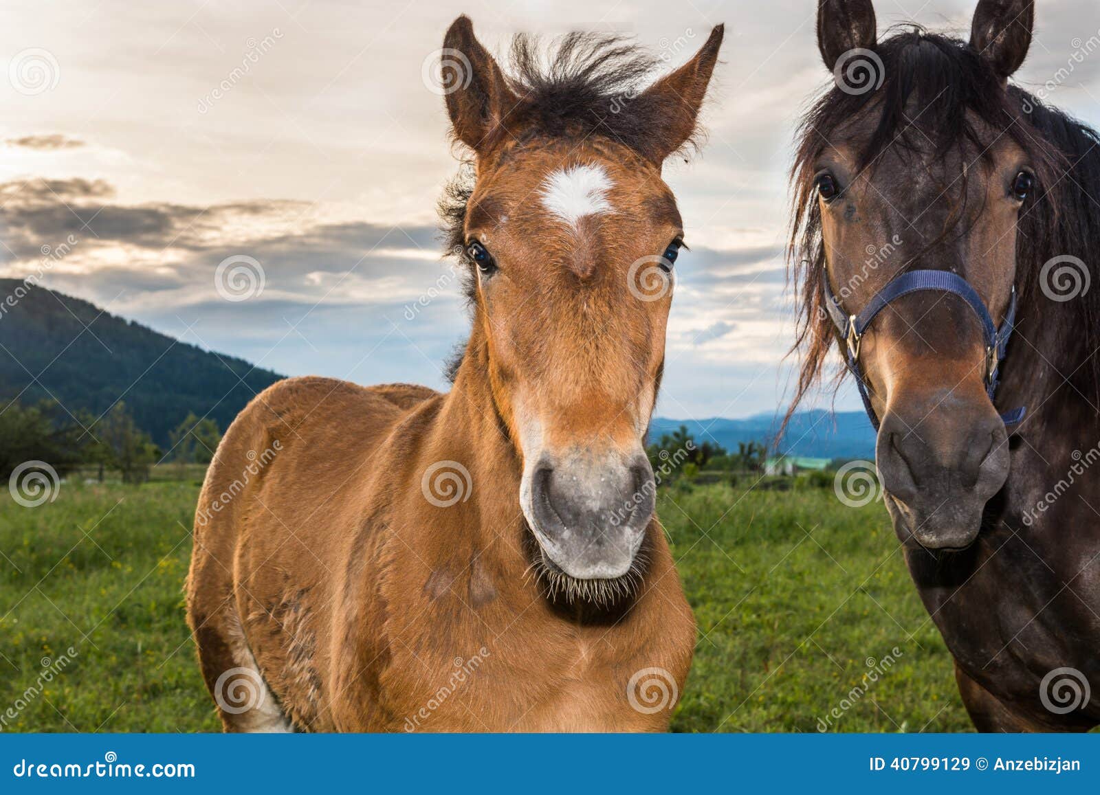 Colt with its mother stock image. Image of horse, colt - 40799129