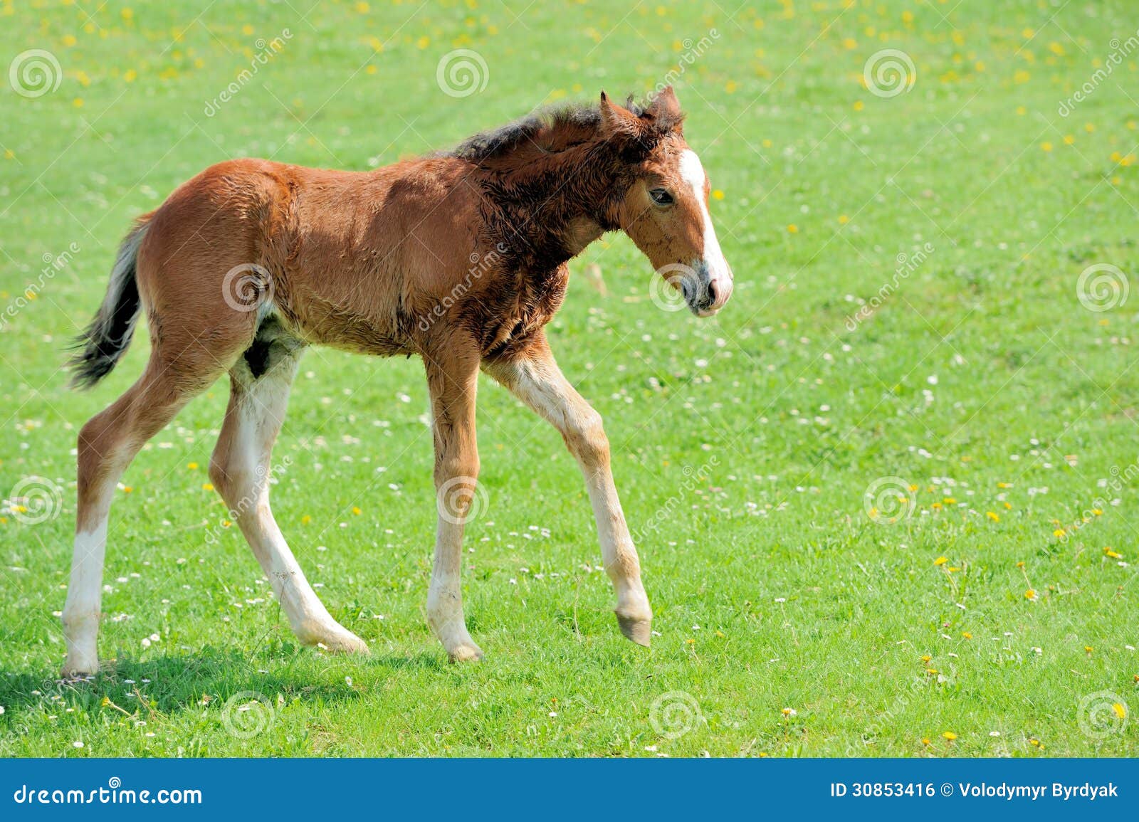 Colt stock photo. Image of moving, baby, field, animal - 30853416