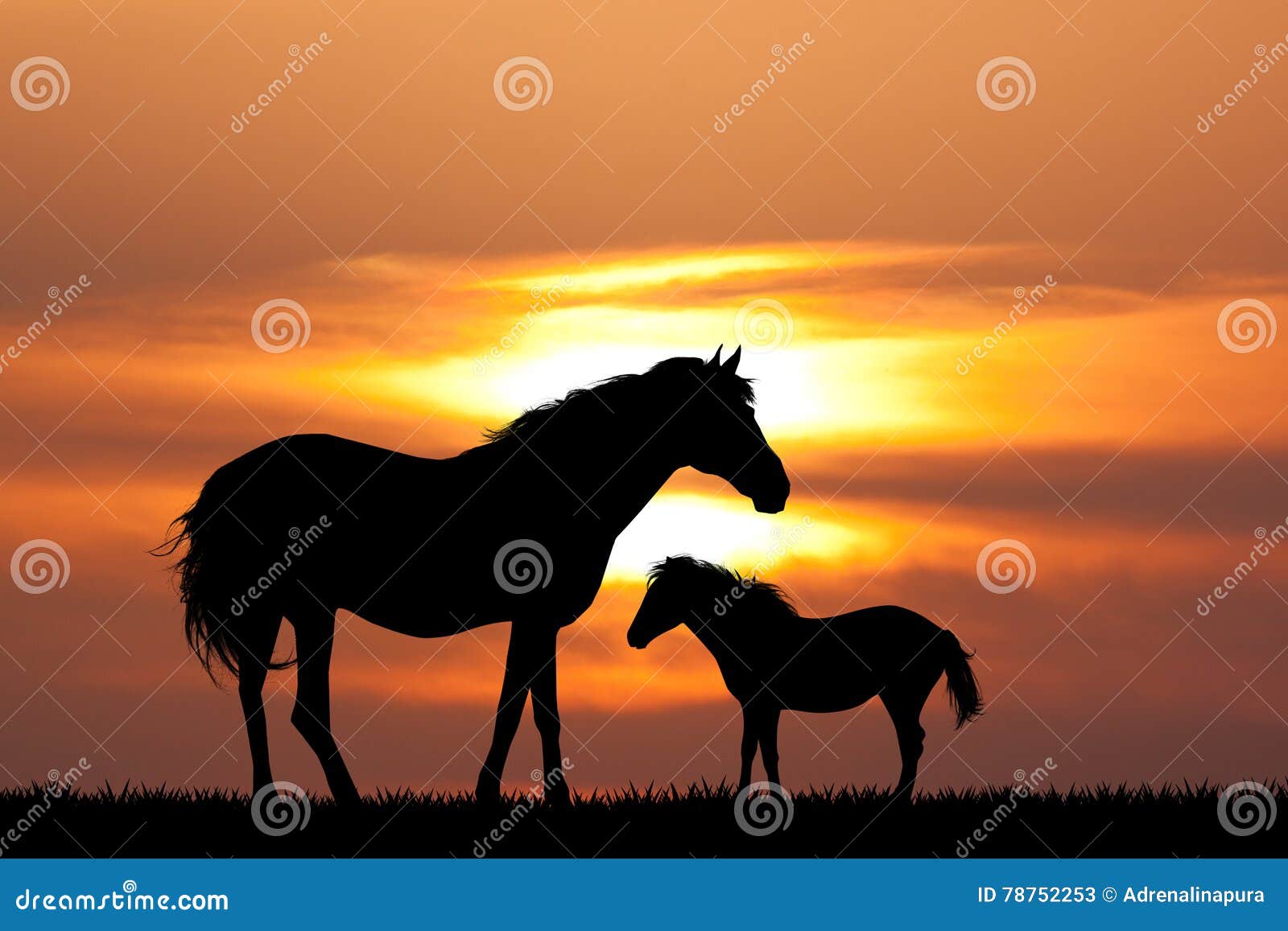 Young Colt Horse Animal Vector Illustration Transparent Background ...