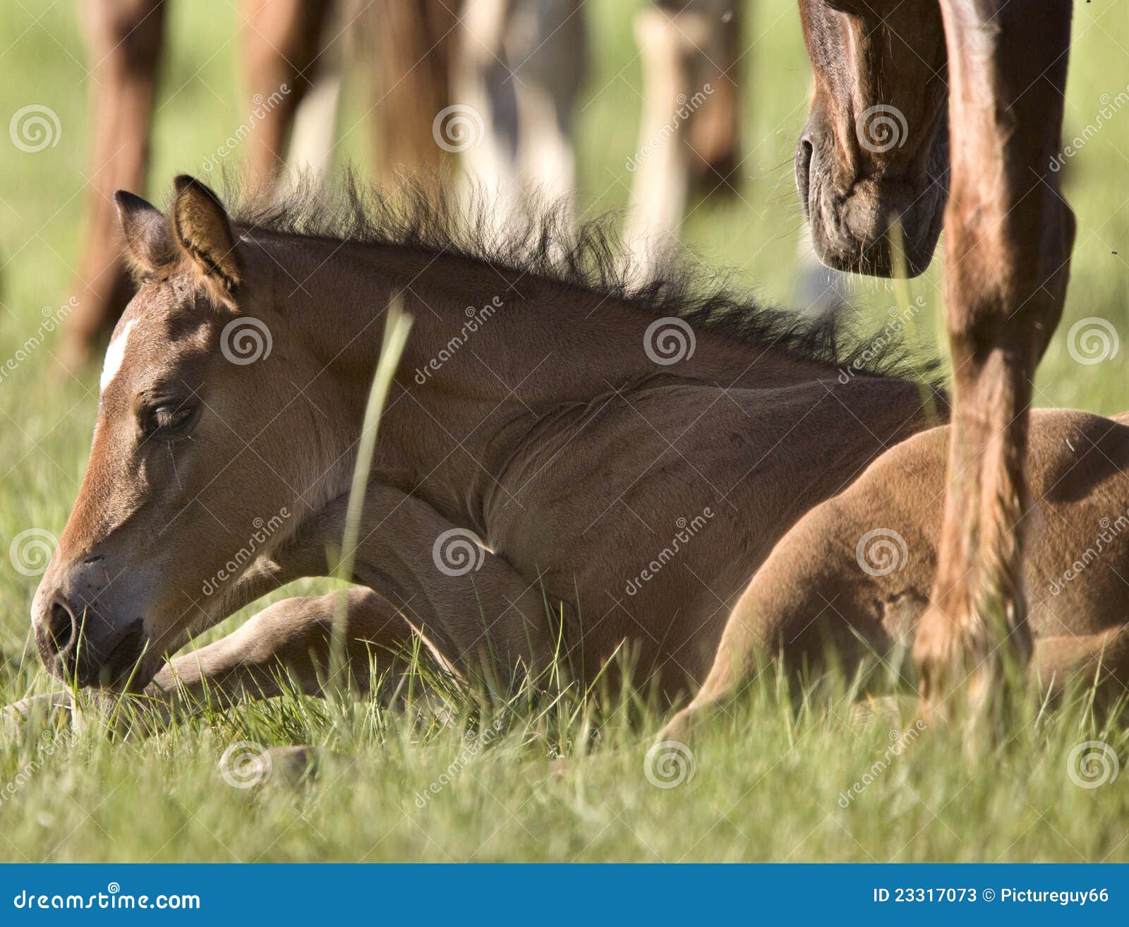 Colt newborn in field stock image. Image of nature, fast - 23317073