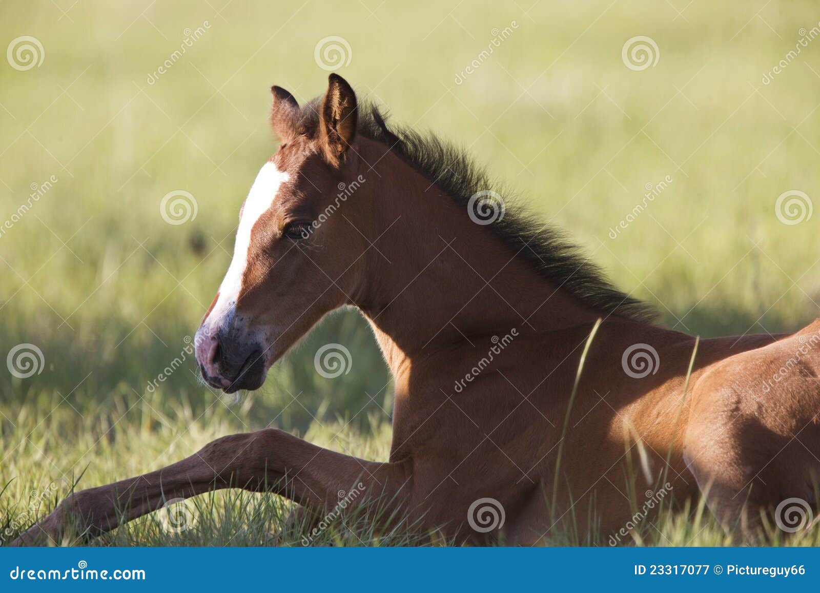 Colt newborn in field stock image. Image of brown, field - 23317077