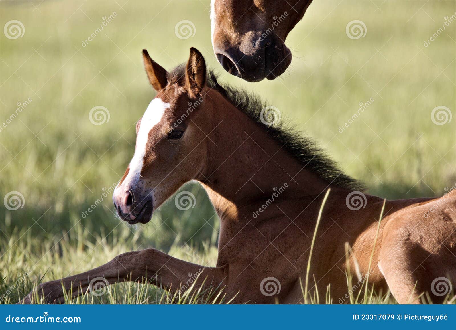 Colt newborn in field stock image. Image of horse, nature - 23317079