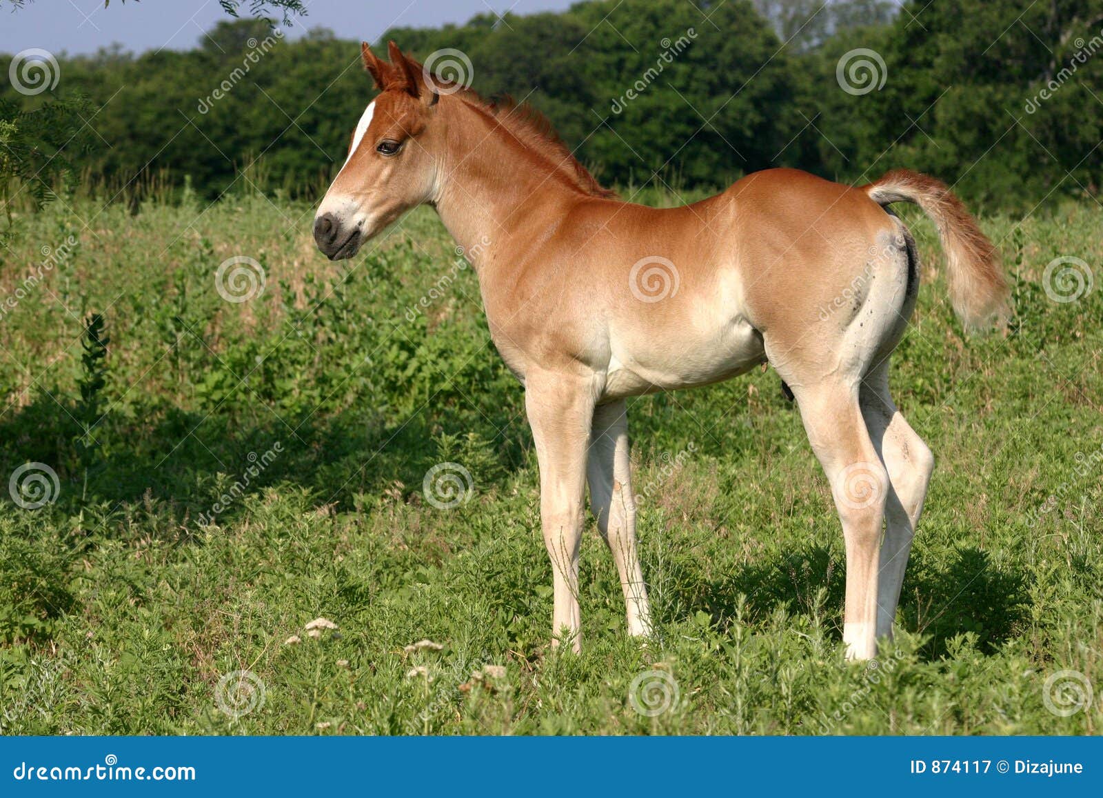 Colt in Pasture stock image. Image of meadow, horse, cute - 874117