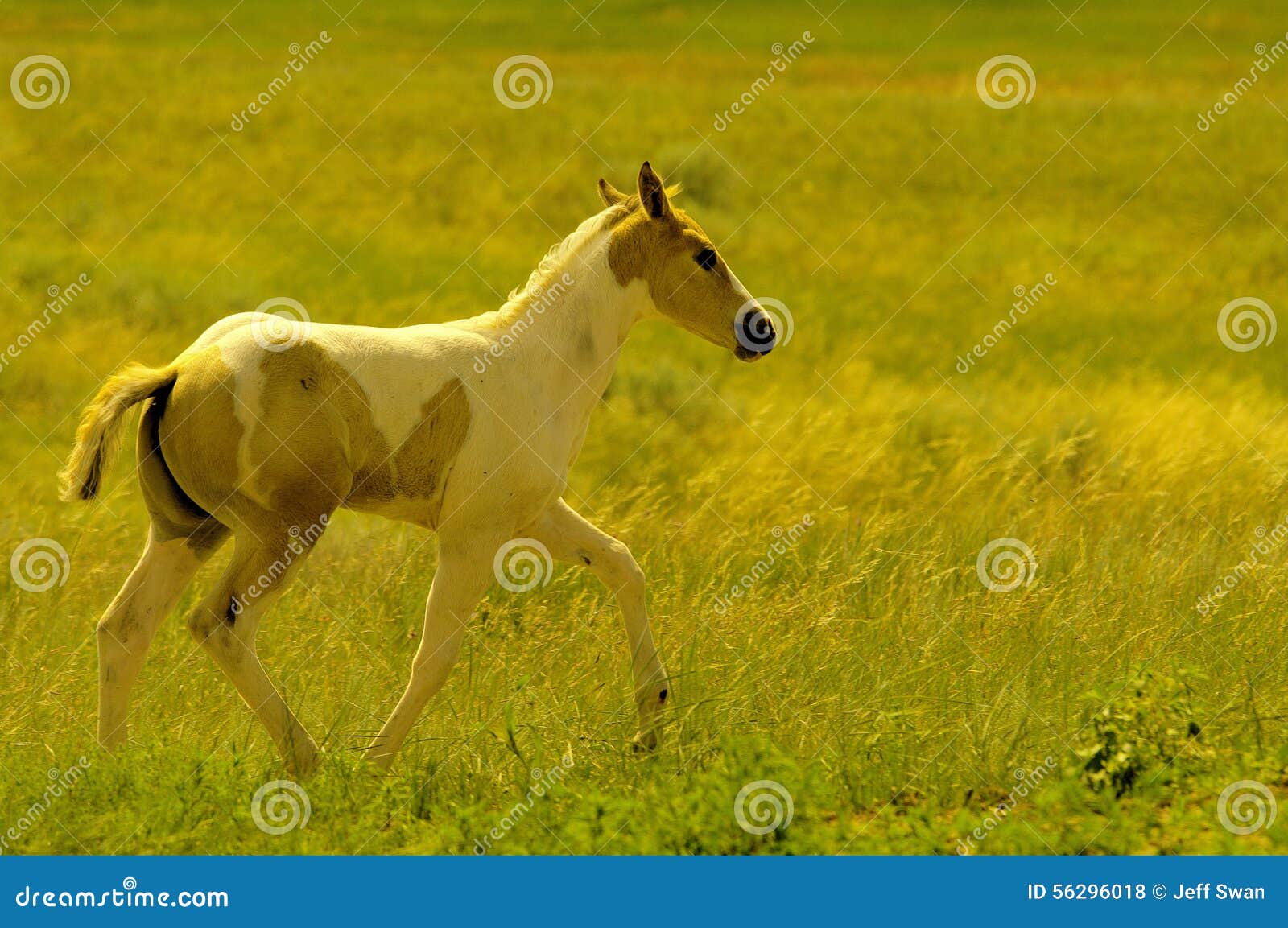 Colt stock photo. Image of prairie, young, grass, legged - 56296018