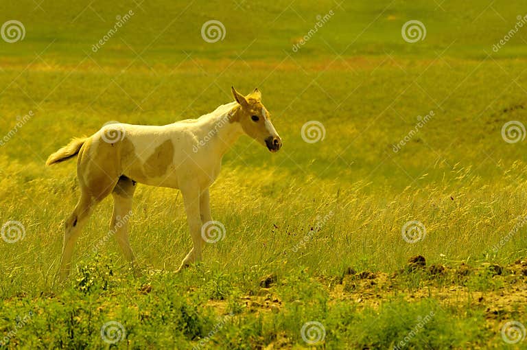 Colt stock image. Image of colt, critter, living, legged - 56295675