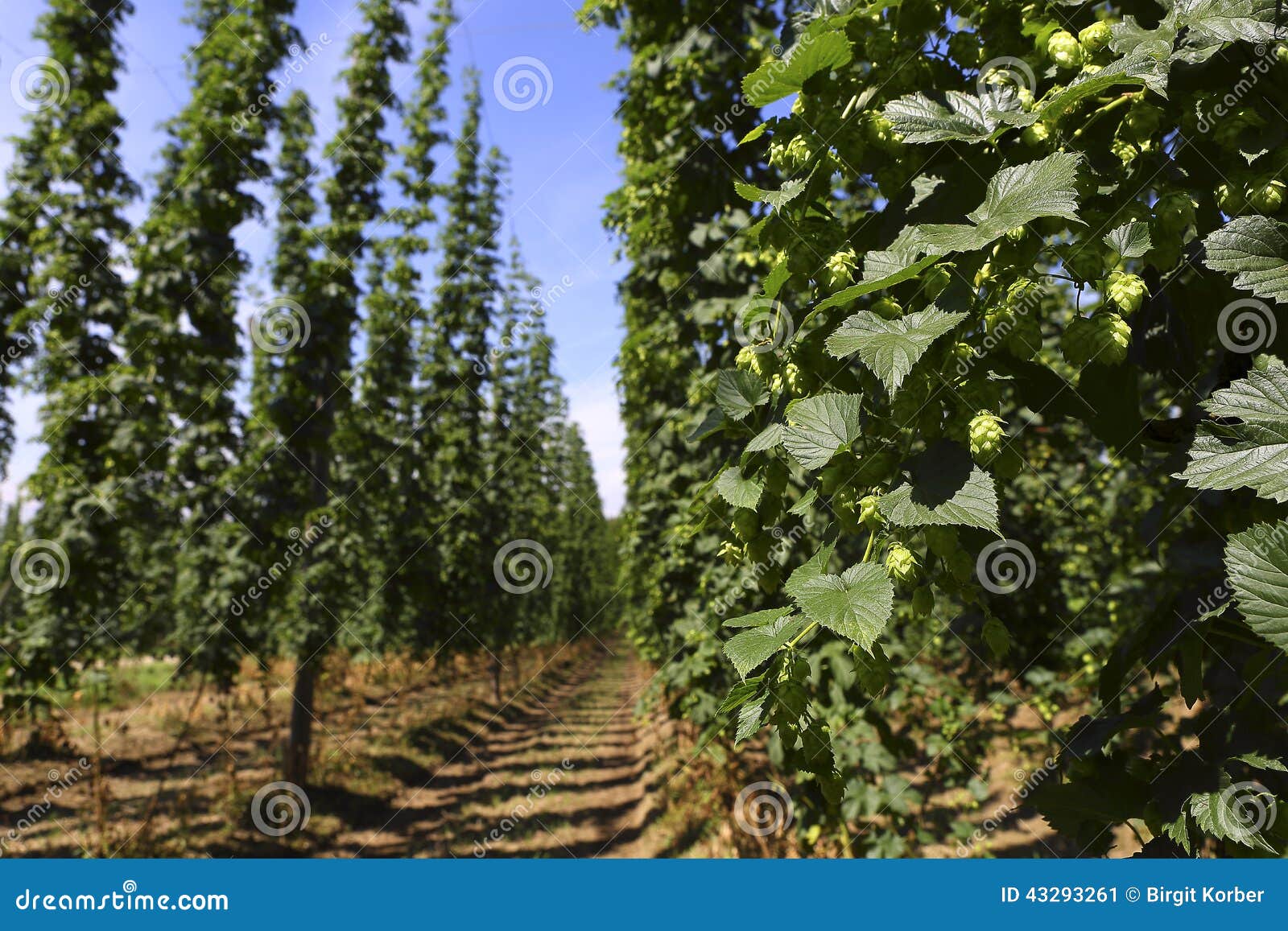 Coltivazione del luppolo immagine stock. Immagine di luppolo - 43293261