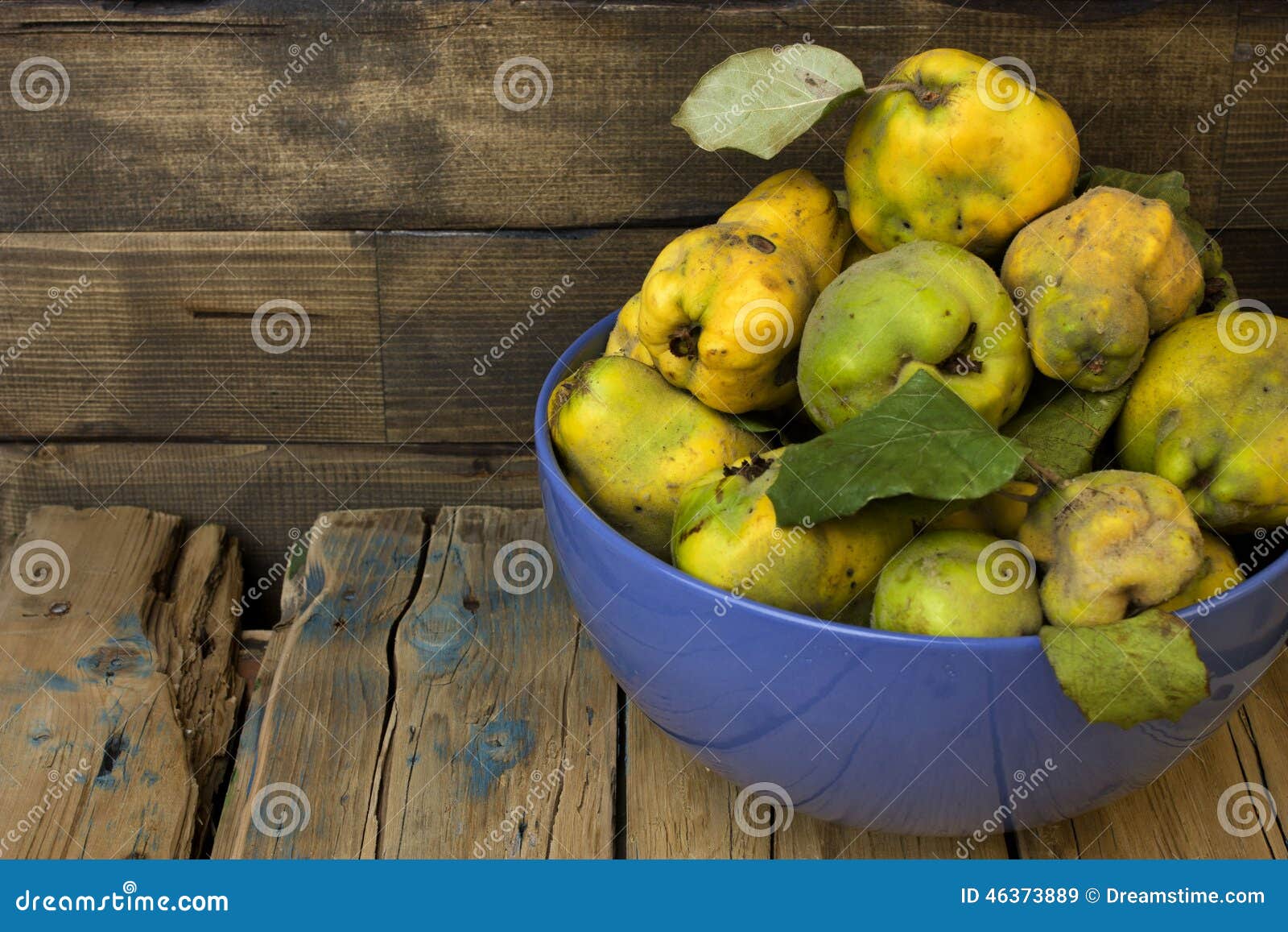 Colto Dalla Cotogna Dell'albero Immagine Stock - Immagine di salute ...