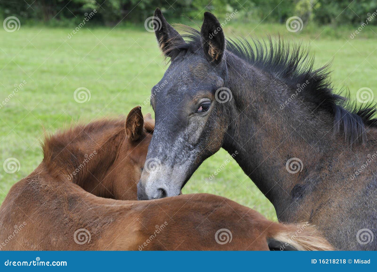 Colts stock photo. Image of brown, herd, black, meadow - 16218218