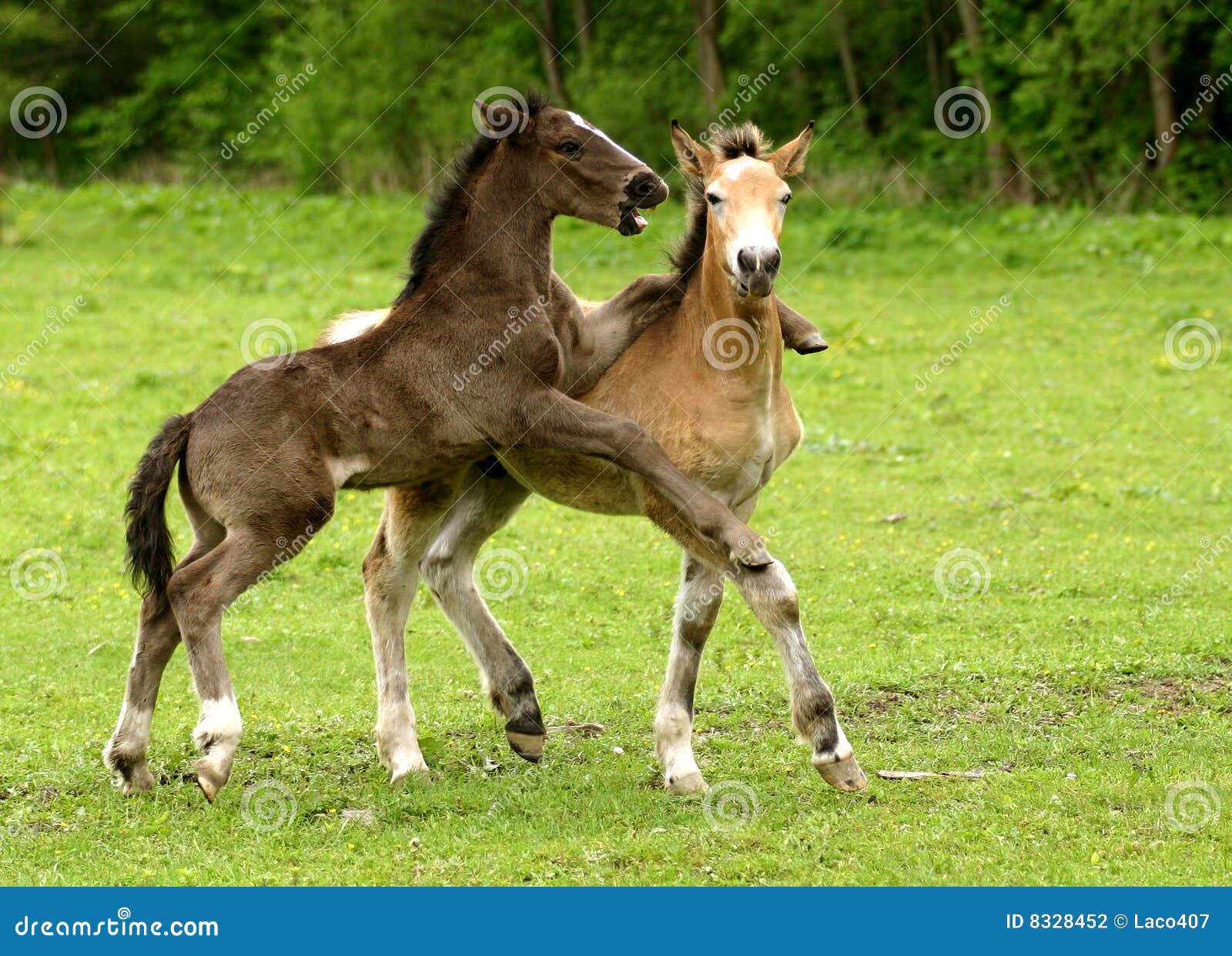 Colts stock photo. Image of cute, game, adorable, paddock - 8328452