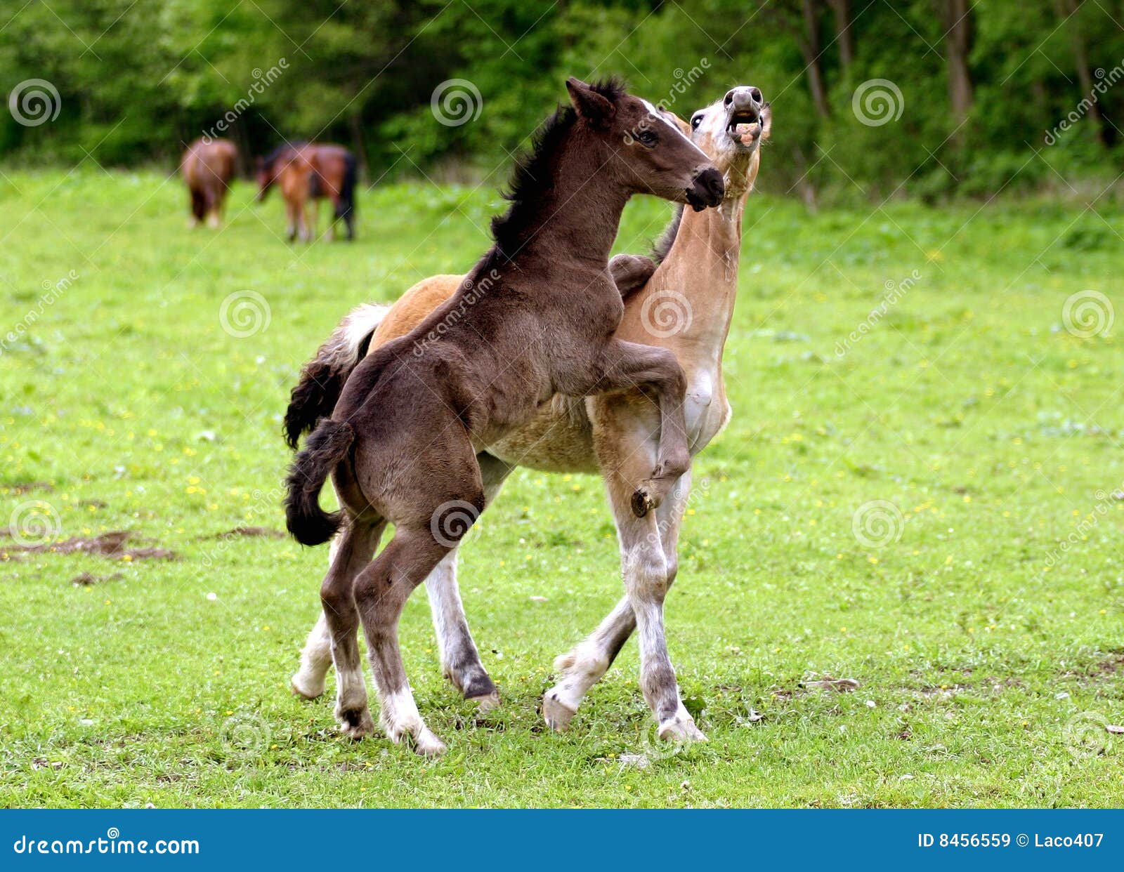 Colts stock image. Image of game, scenic, outside, nestling - 8456559