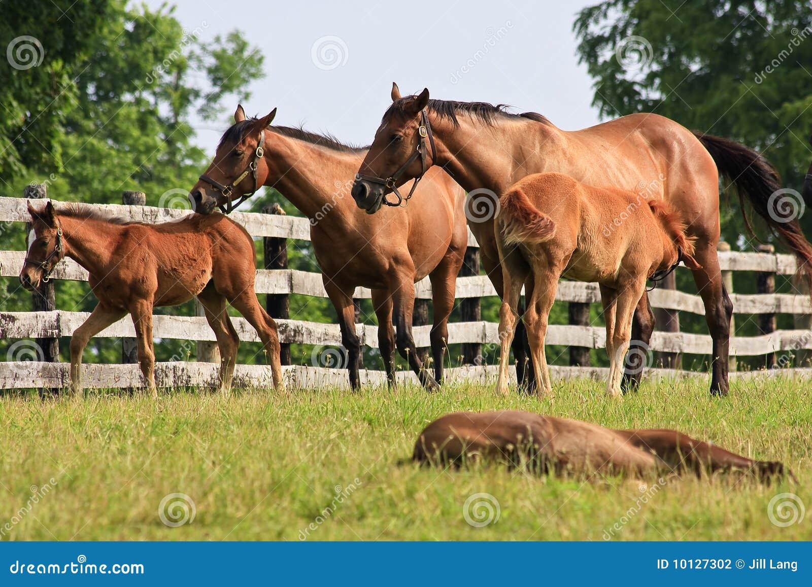 Colts and Mares stock photo. Image of animals, rural - 10127302