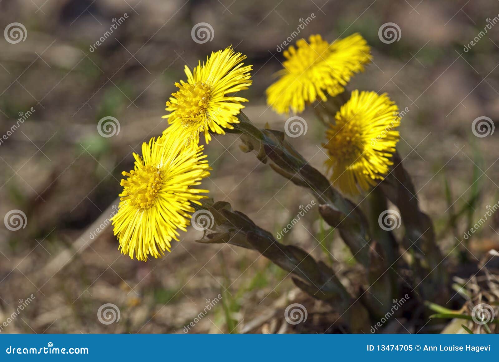 Coltsfoot stock image. Image of color, group, coltsfoot - 13474705