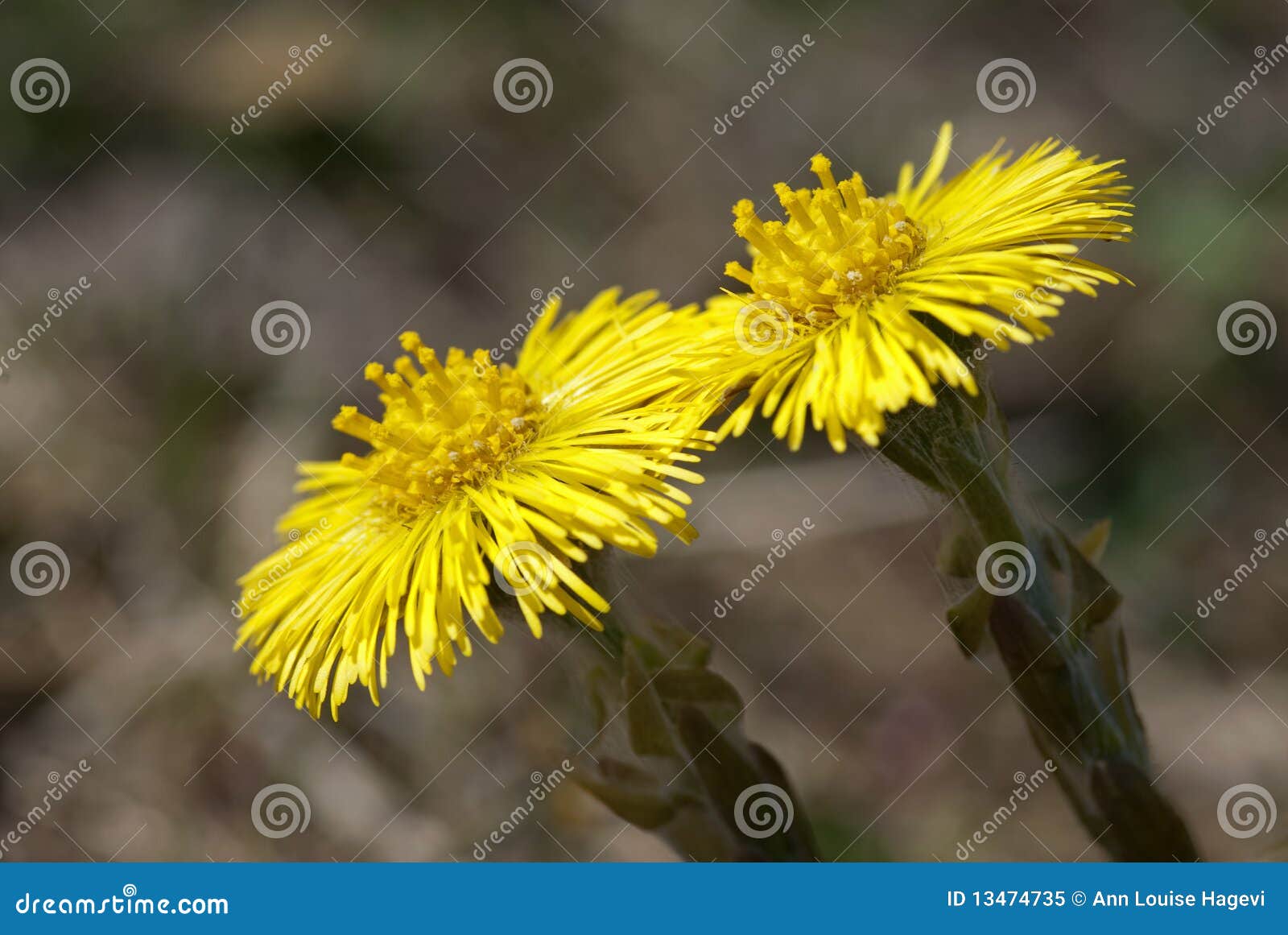 Coltsfoot stock image. Image of botanical, flower, horizontal - 13474735