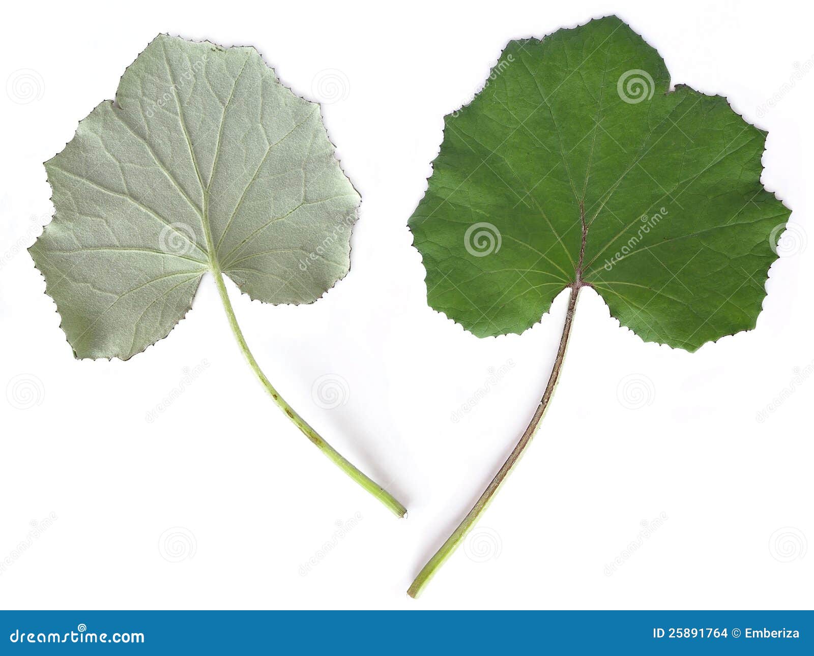 Coltsfoot stock photo. Image of close, farfara, tussilago - 25891764
