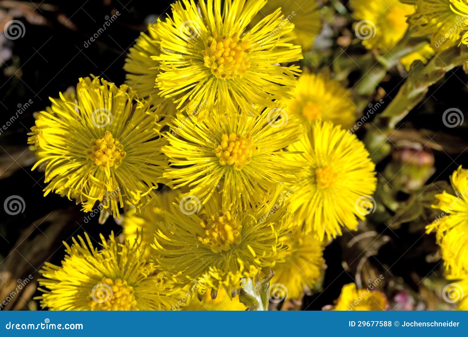 Coltsfoot stock photo. Image of yellow, medicine, bloming - 29677588