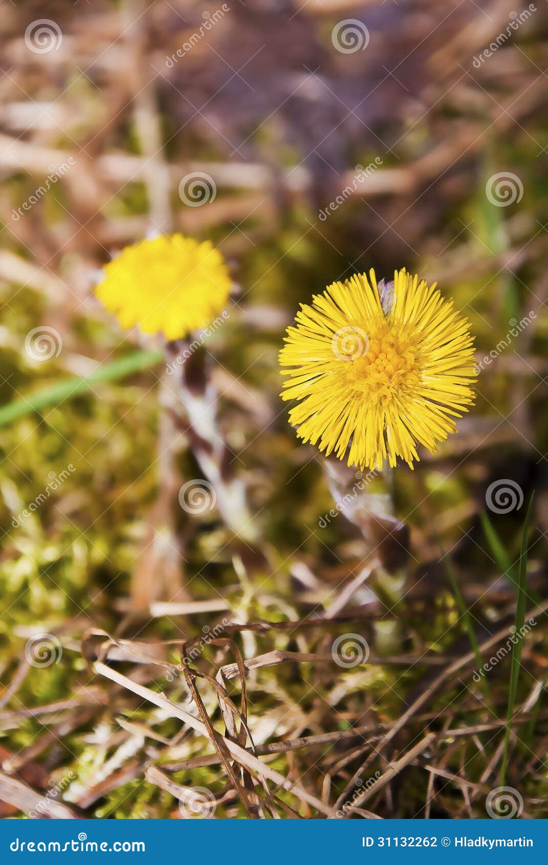Coltsfoot zdjęcie stock. Obraz złożonej z zbliżenie, greenbacks - 31132262