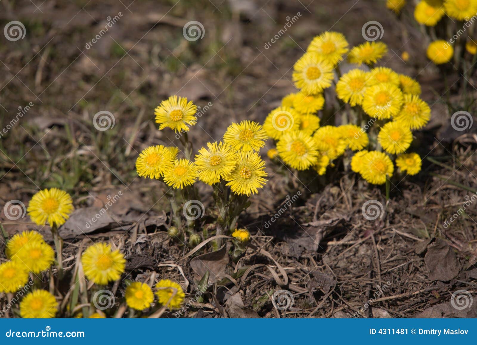 Coltsfoot stock image. Image of foalfoot, wild, field - 4311481