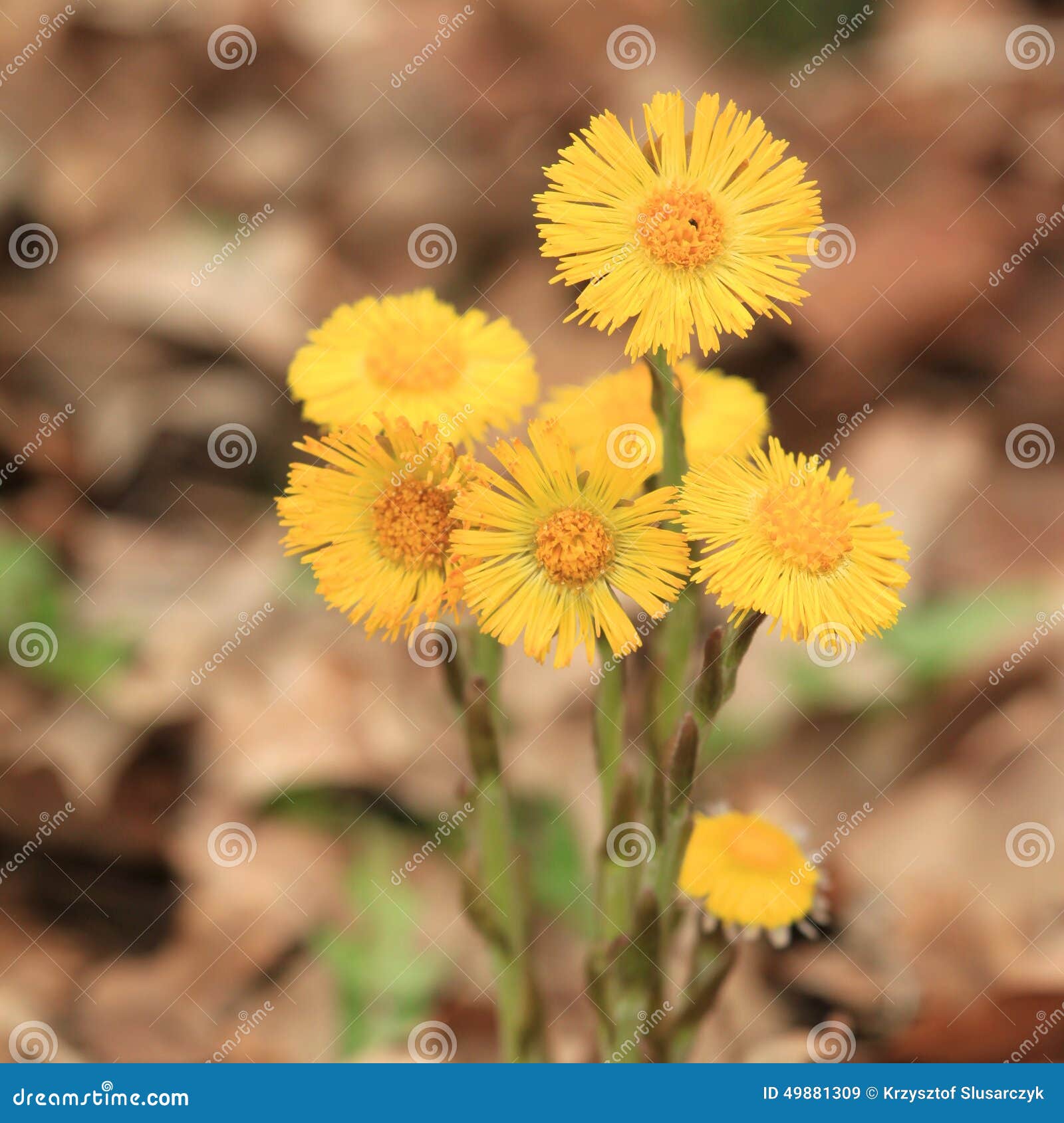 Coltsfoot imagen de archivo. Imagen de cubo, crecimiento - 49881309