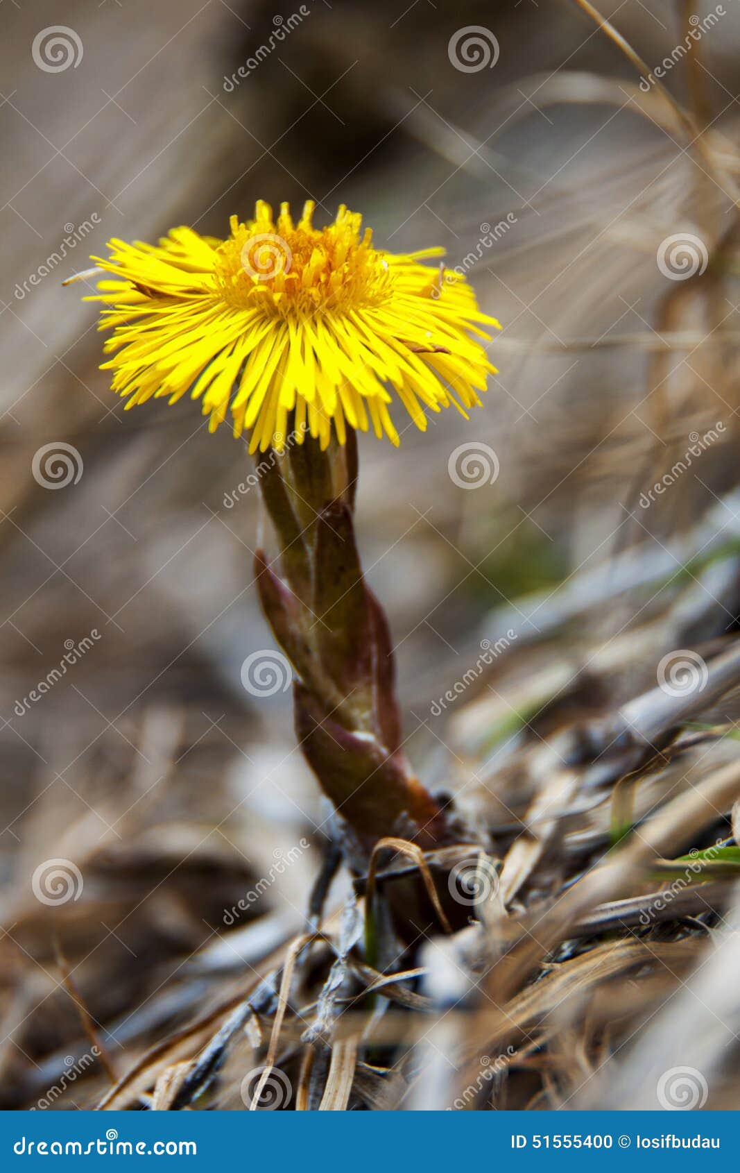 Coltsfoot stock foto. Image of vegetatie, helder, gras - 51555400