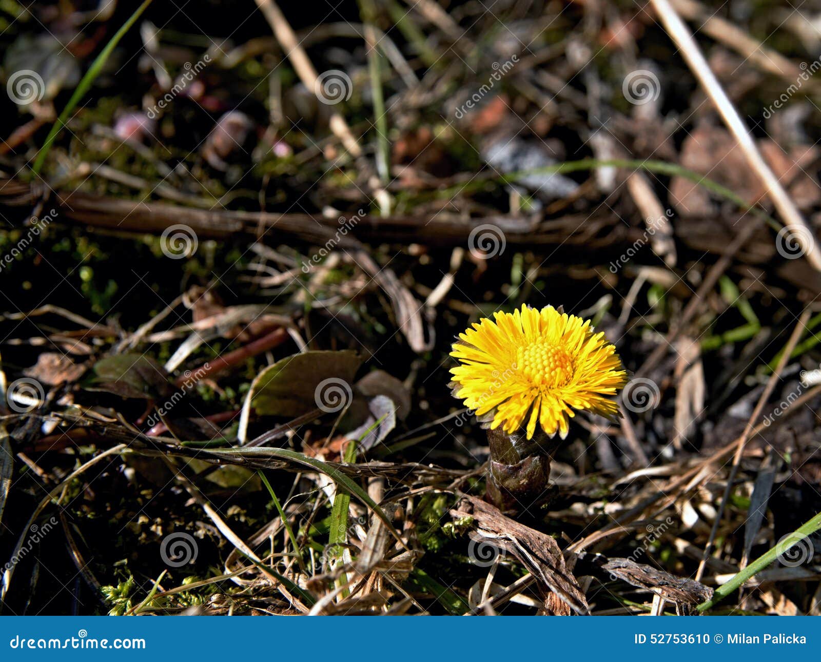 Coltsfoot stock foto. Image of land, knop, hout, lente - 52753610