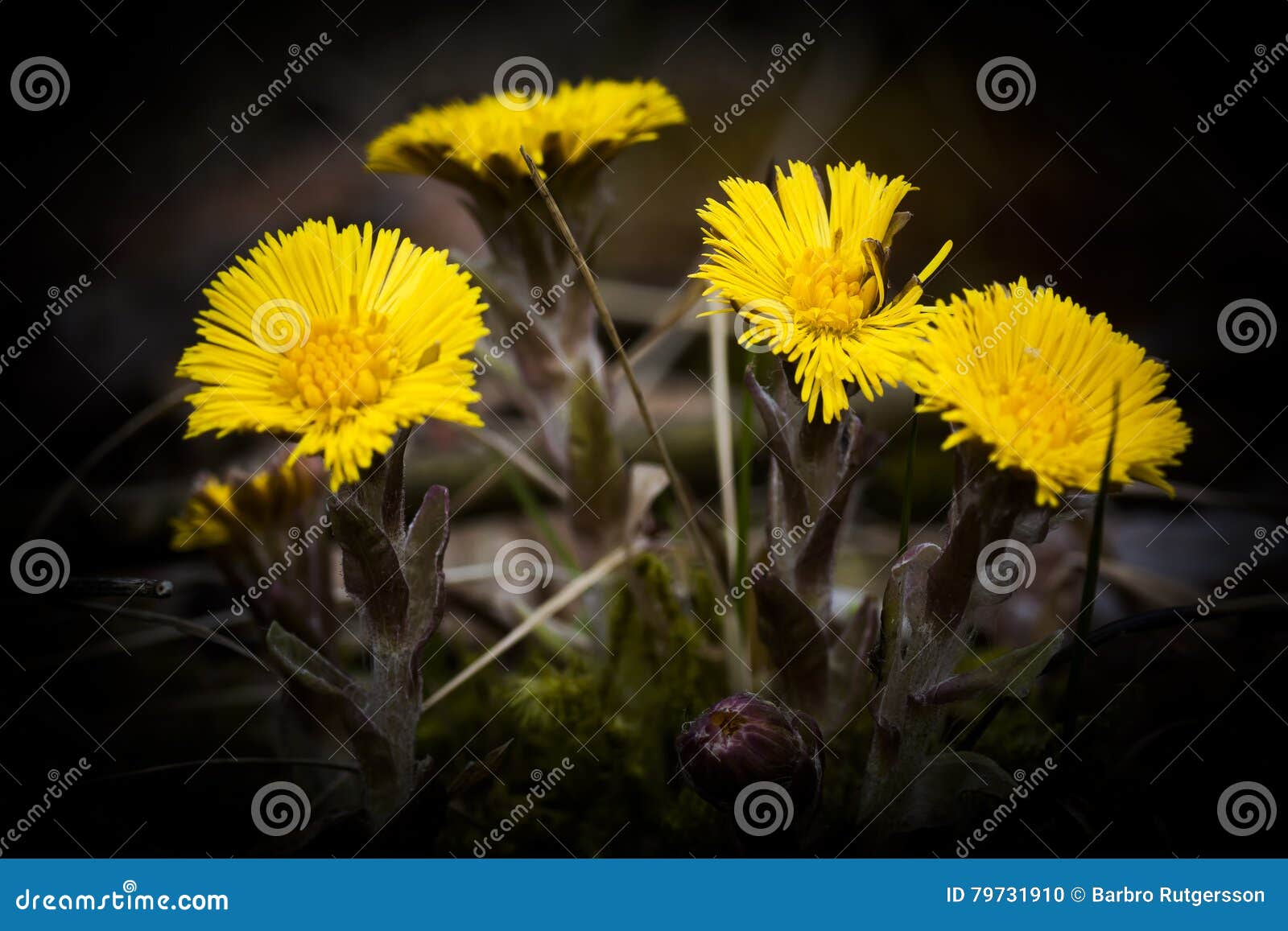 Coltsfoot photo stock. Image du ressort, centrales, nature - 79731910