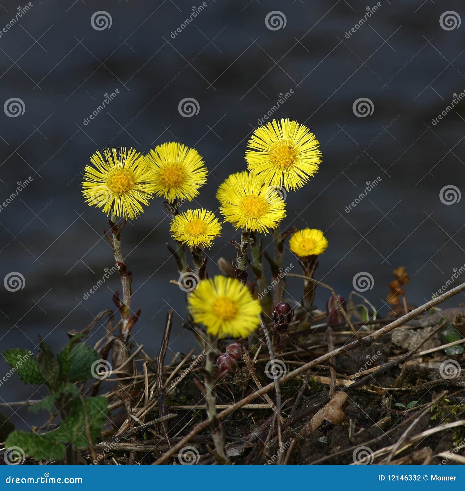 Coltsfoot Farfara Tussilago Zdjęcie Stock - Obraz złożonej z wildflower ...