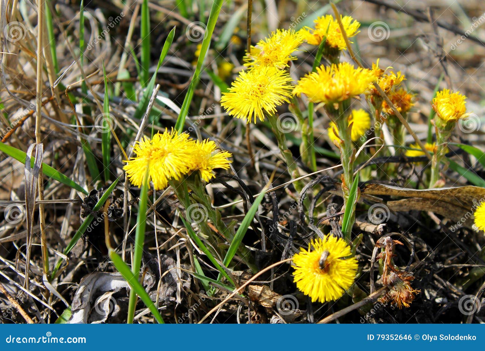 Coltsfoot Flower (Tussilago Farfara) Stock Photo - Image of decoration ...