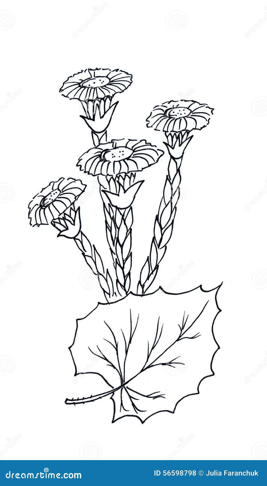 Coltsfoot graphic stock illustration. Illustration of nature - 56598798