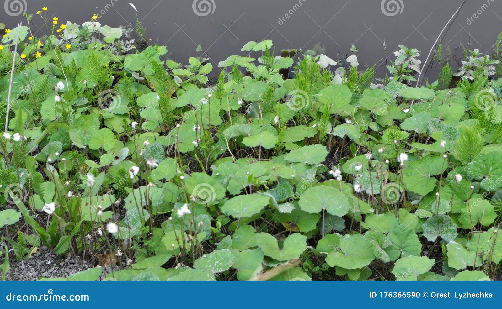 Coltsfoot grows in nature stock photo. Image of herbal - 176366590
