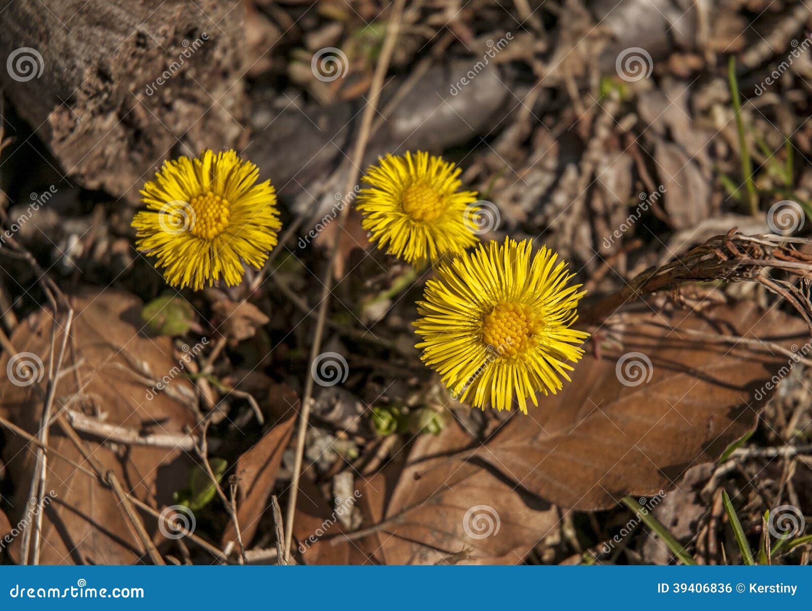 Coltsfoot stock photo. Image of coltsfoot, nature, blossom - 39406836