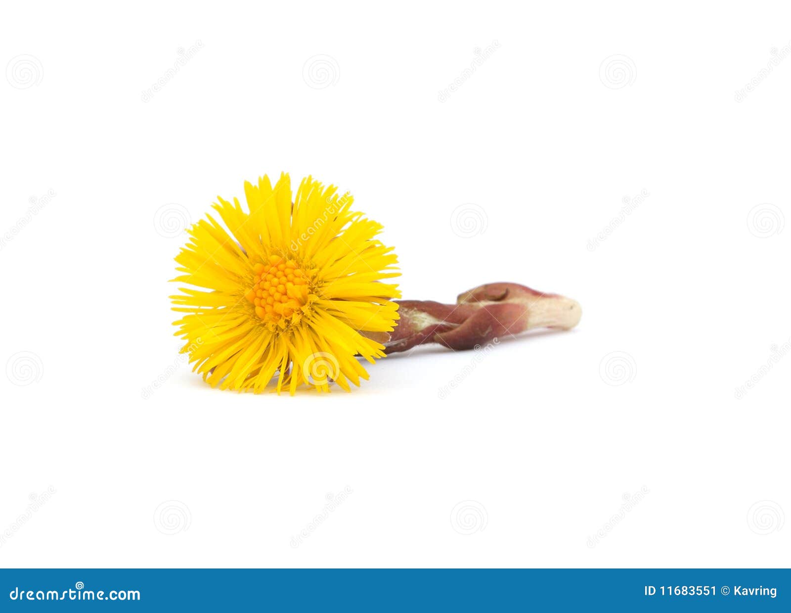 Coltsfoot Isolated on White Stock Image - Image of yellow, flower: 11683551