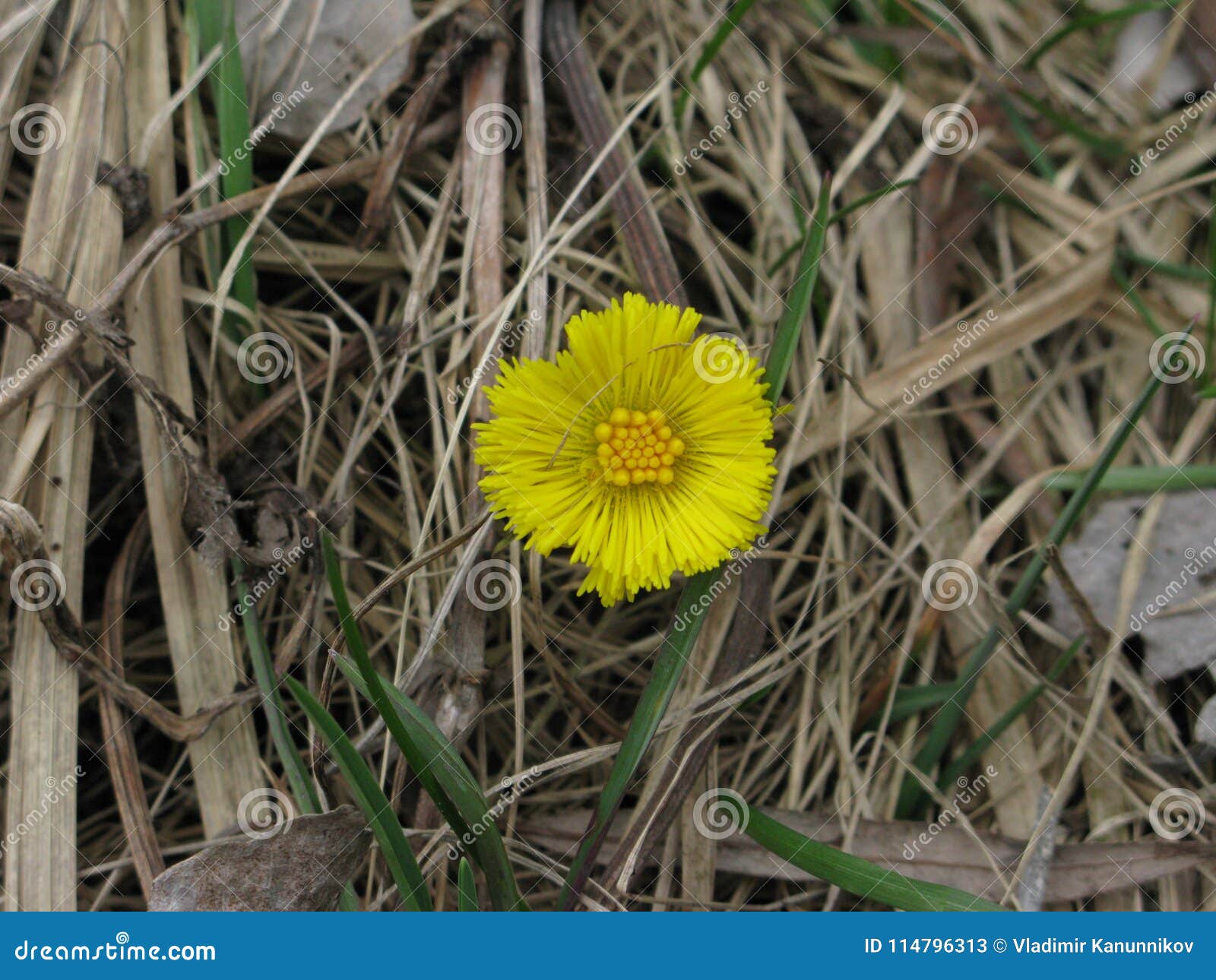 Coltsfoot in the lawn stock image. Image of lawn, shot - 114796313