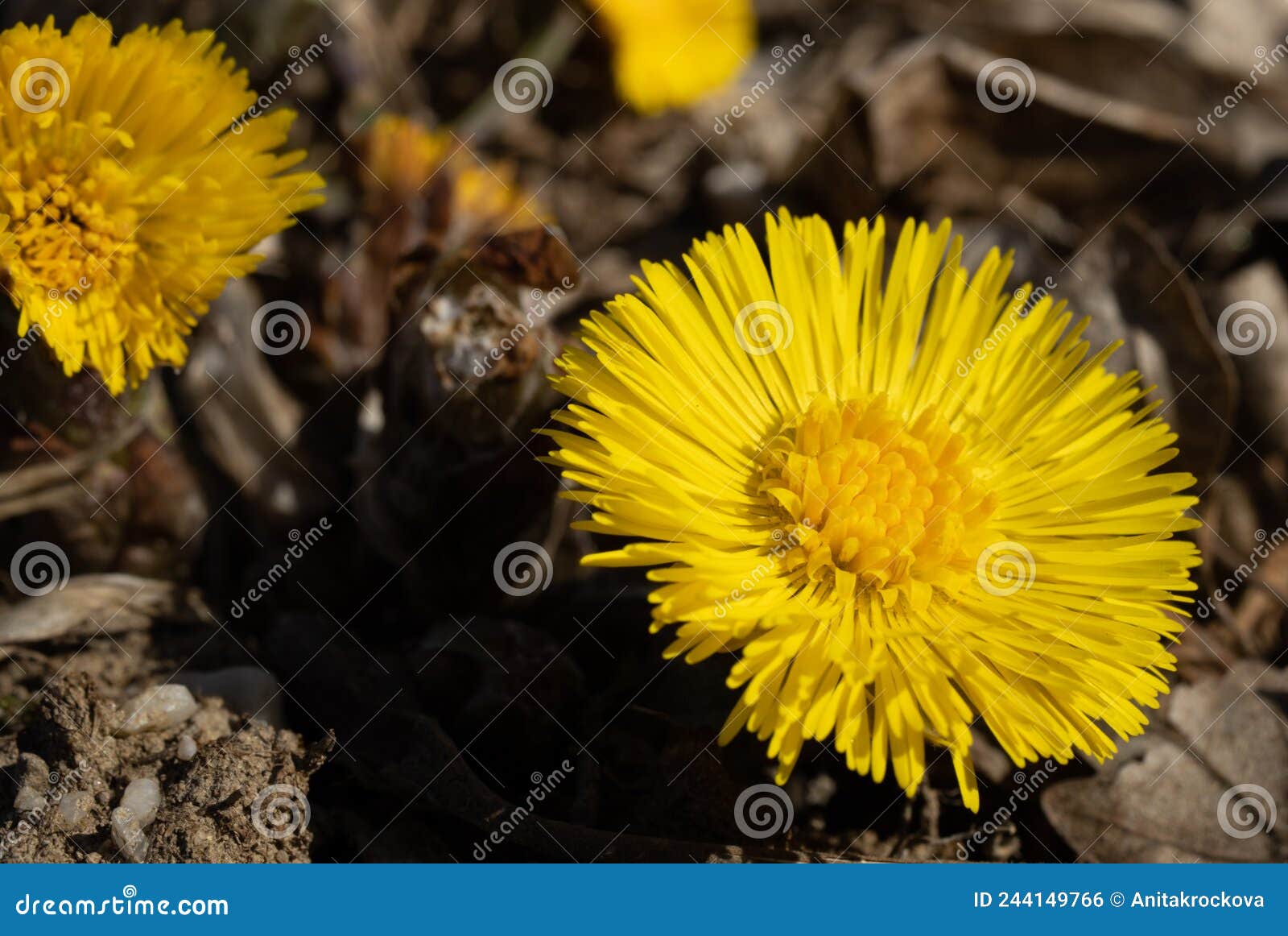 Coltsfoot Medicinal. Yellow Spring Flower.Tussilago Farfara Stock Photo ...