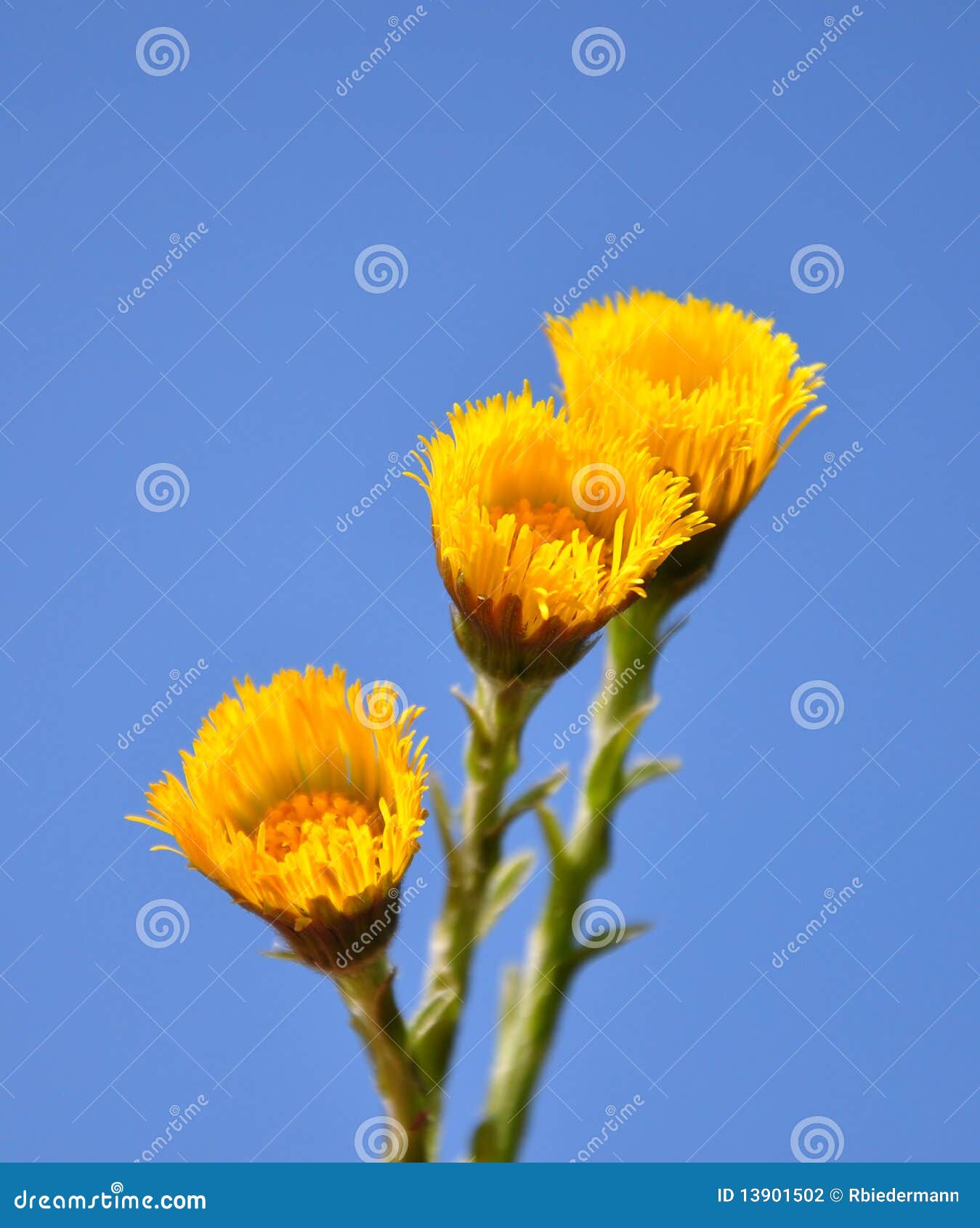 Coltsfoot (Tussilago Farfara) Stock Photo - Image of herb, health: 13901502