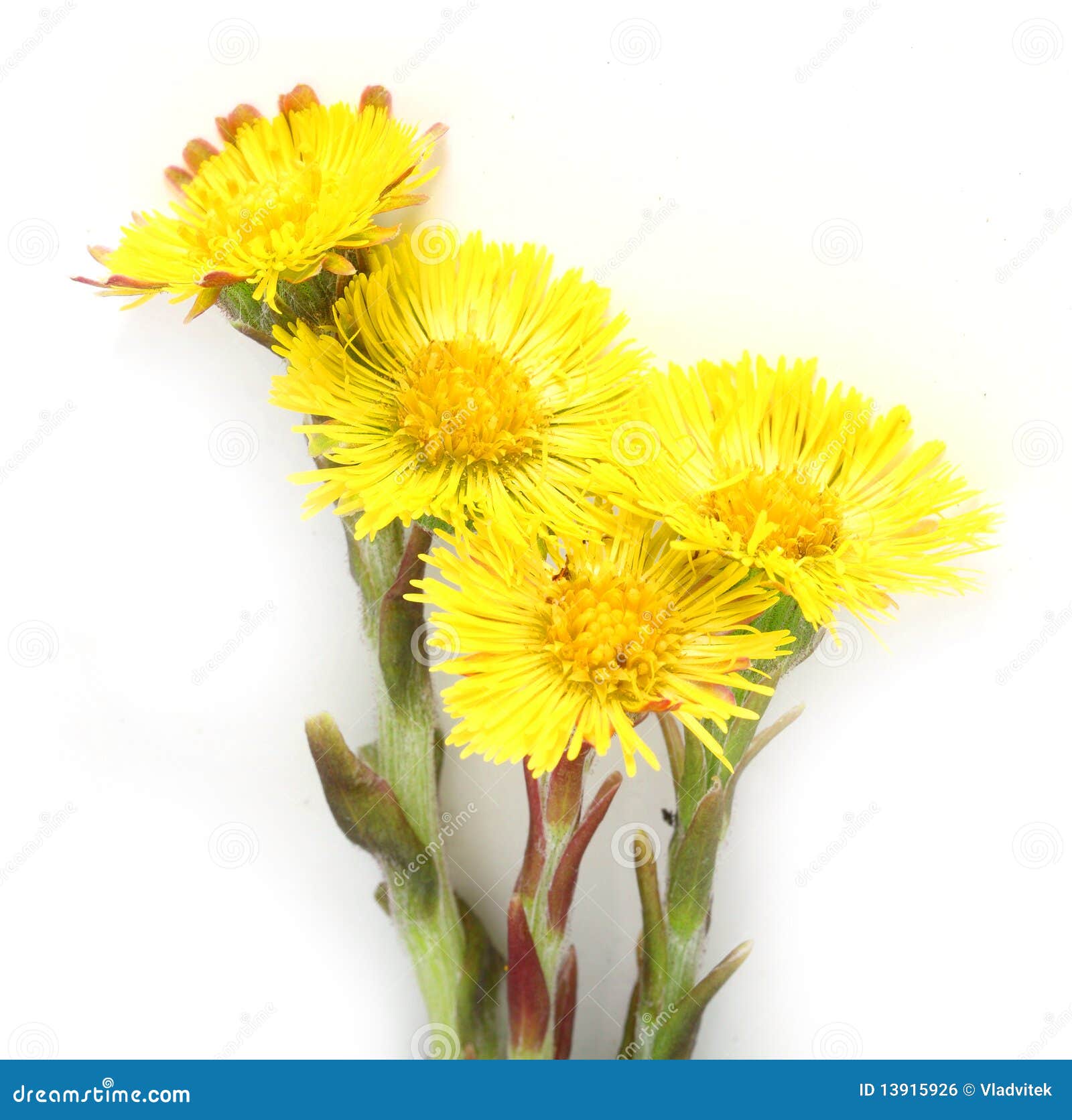 Coltsfoot (Tussilago Farfara) Stock Photo - Image of nature, cosmetics ...