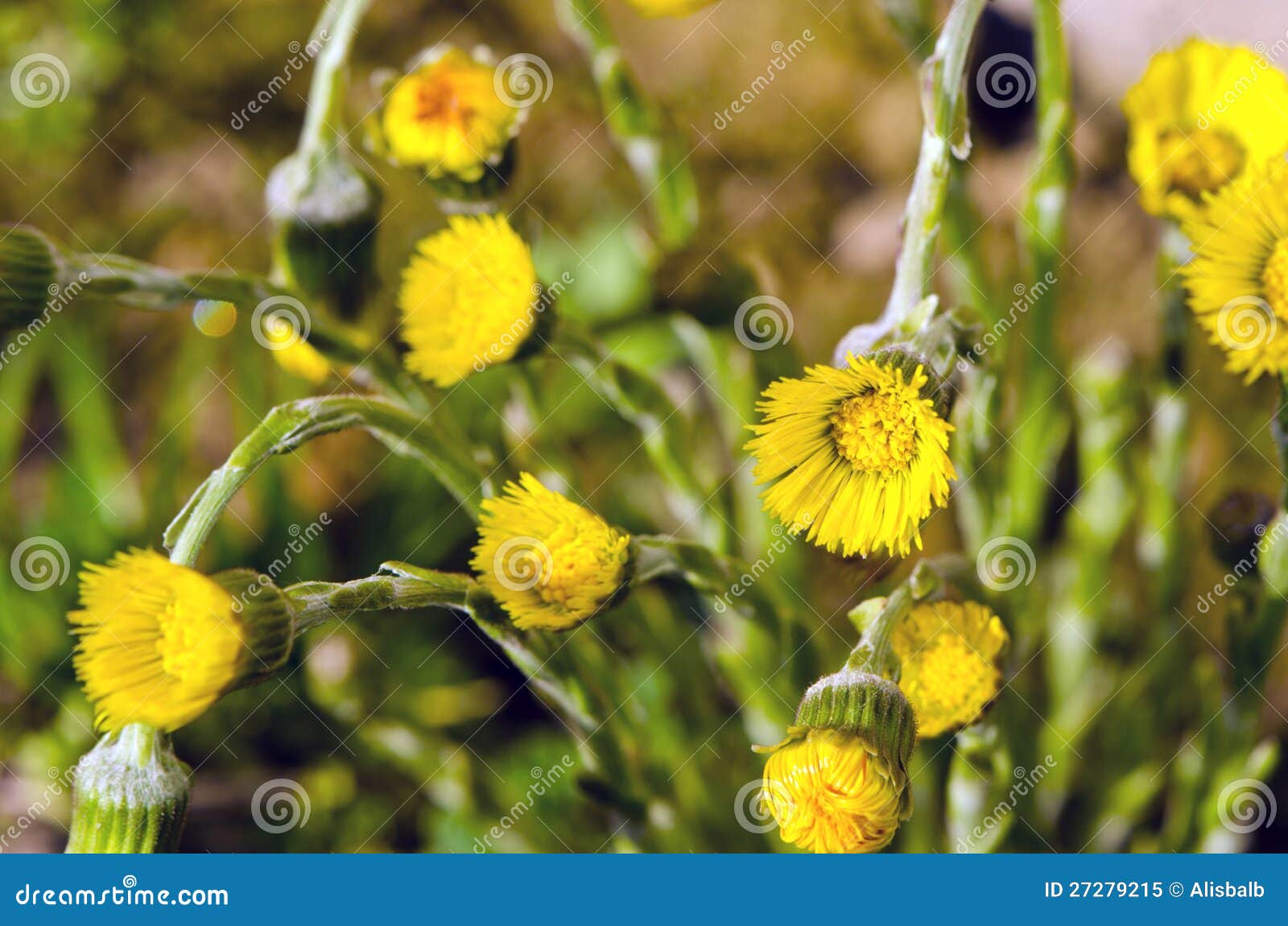 Coltsfoot( Tussilago Farfara) Flowers in Spring Stock Image - Image of ...