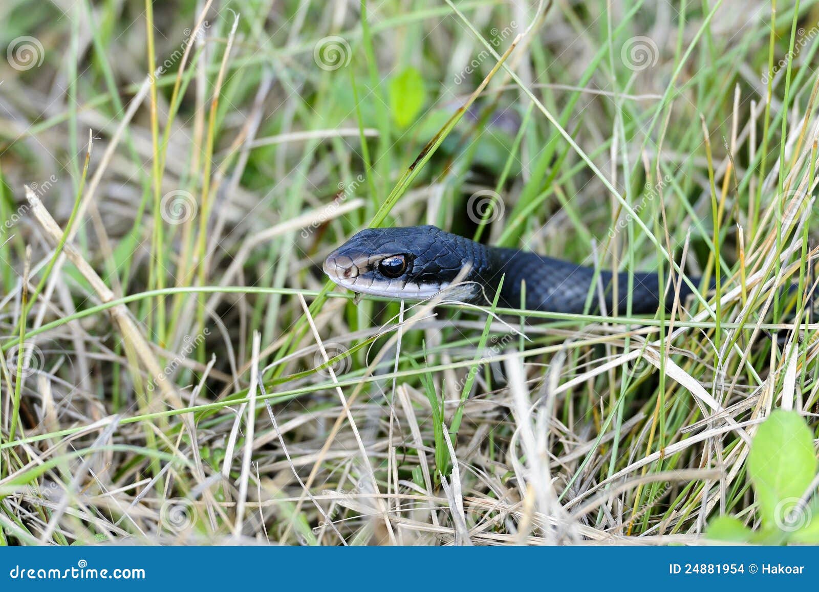 Coluber Constrictor Priapus, Southern Black Racer Stock Photo - Image ...
