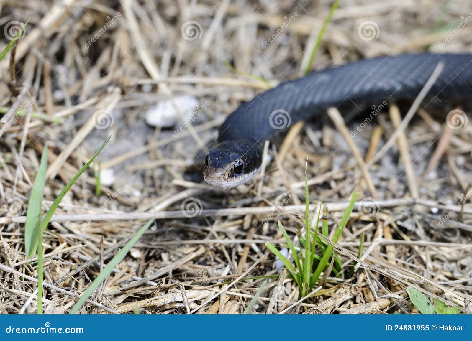 Coluber Constrictor Priapus, Southern Black Racer Stock Image - Image ...