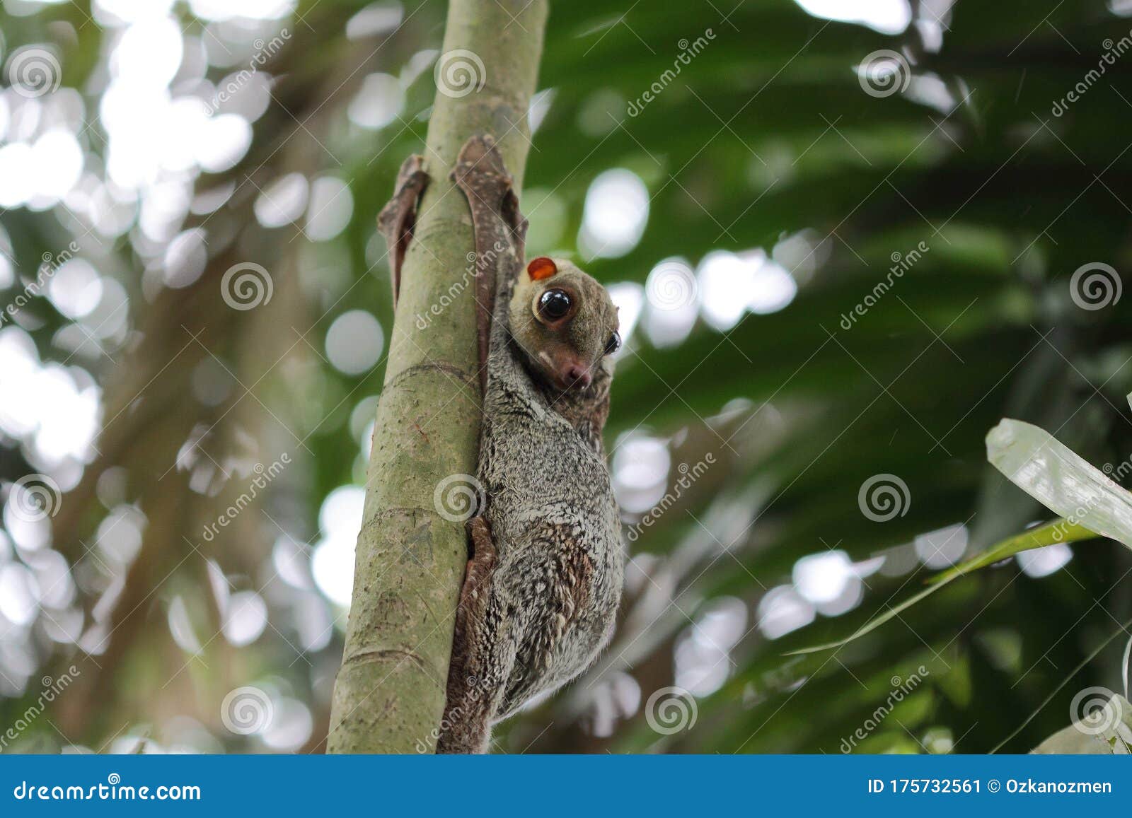 Colugo portrait stock image. Image of siam, indonesia - 175732561