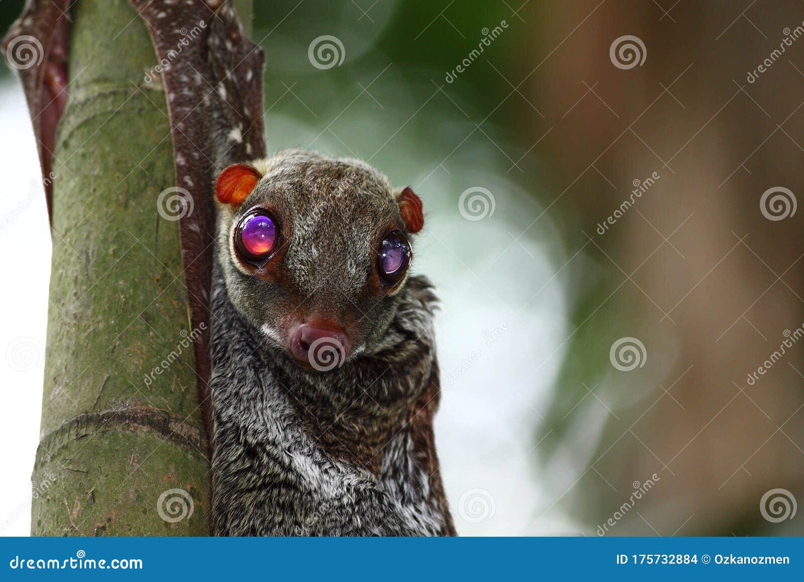 Colugo Animal Also Known As Sunda Flying Lemur Or Sunda Colugo Or ...