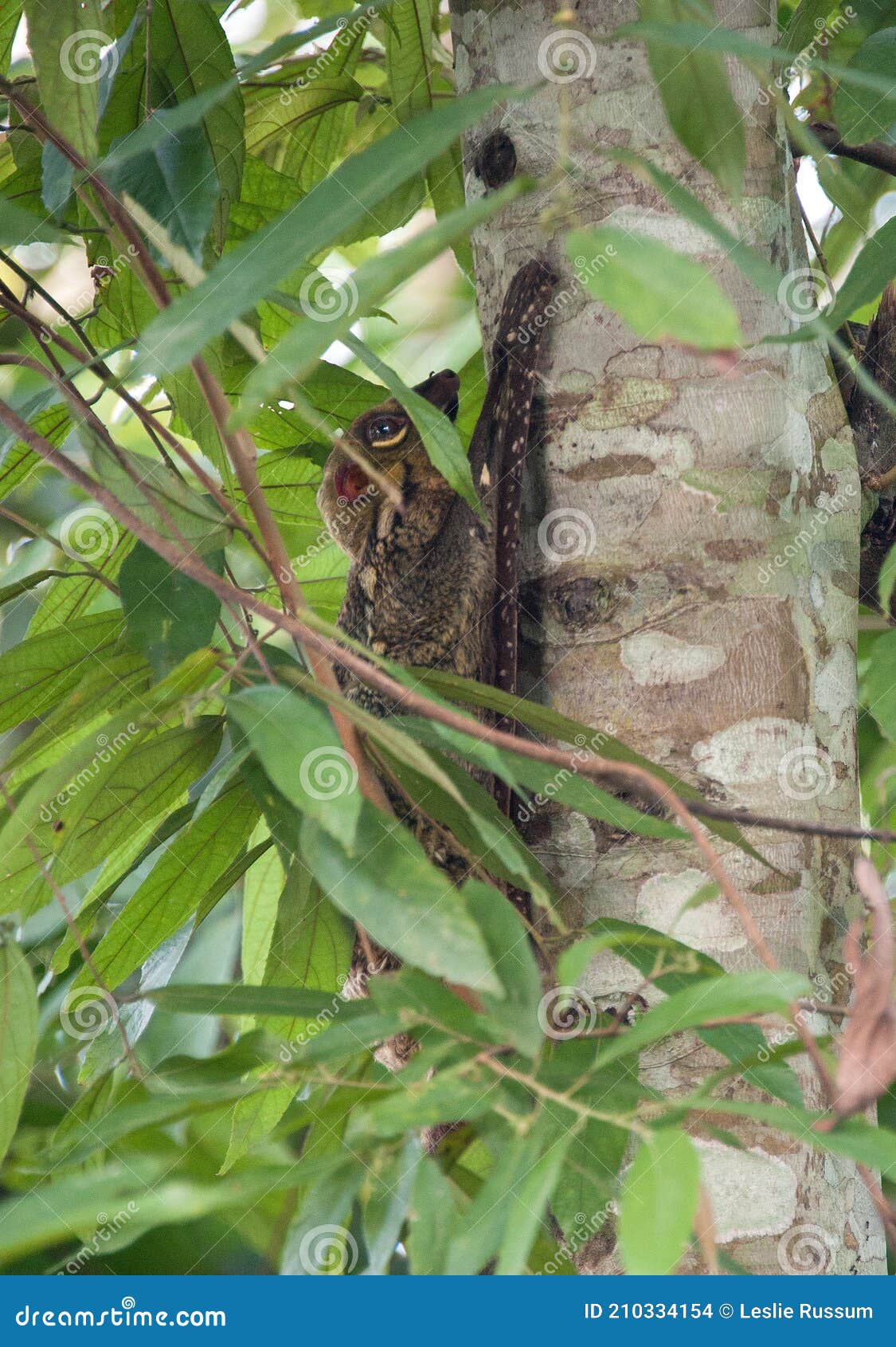 Colugo in Tree during the Day in Borneo Stock Photo - Image of lemur ...