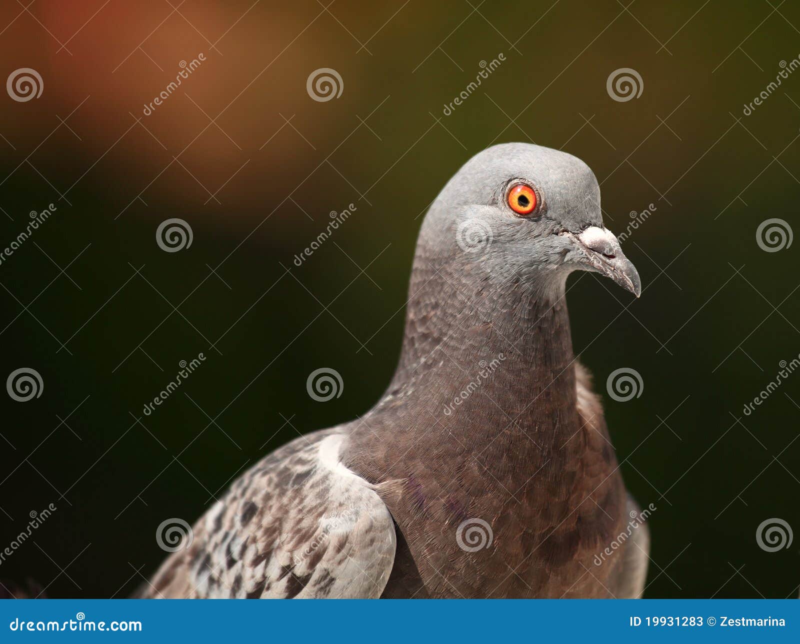 Columba livia stock image. Image of macro, bird, pigeon - 19931283