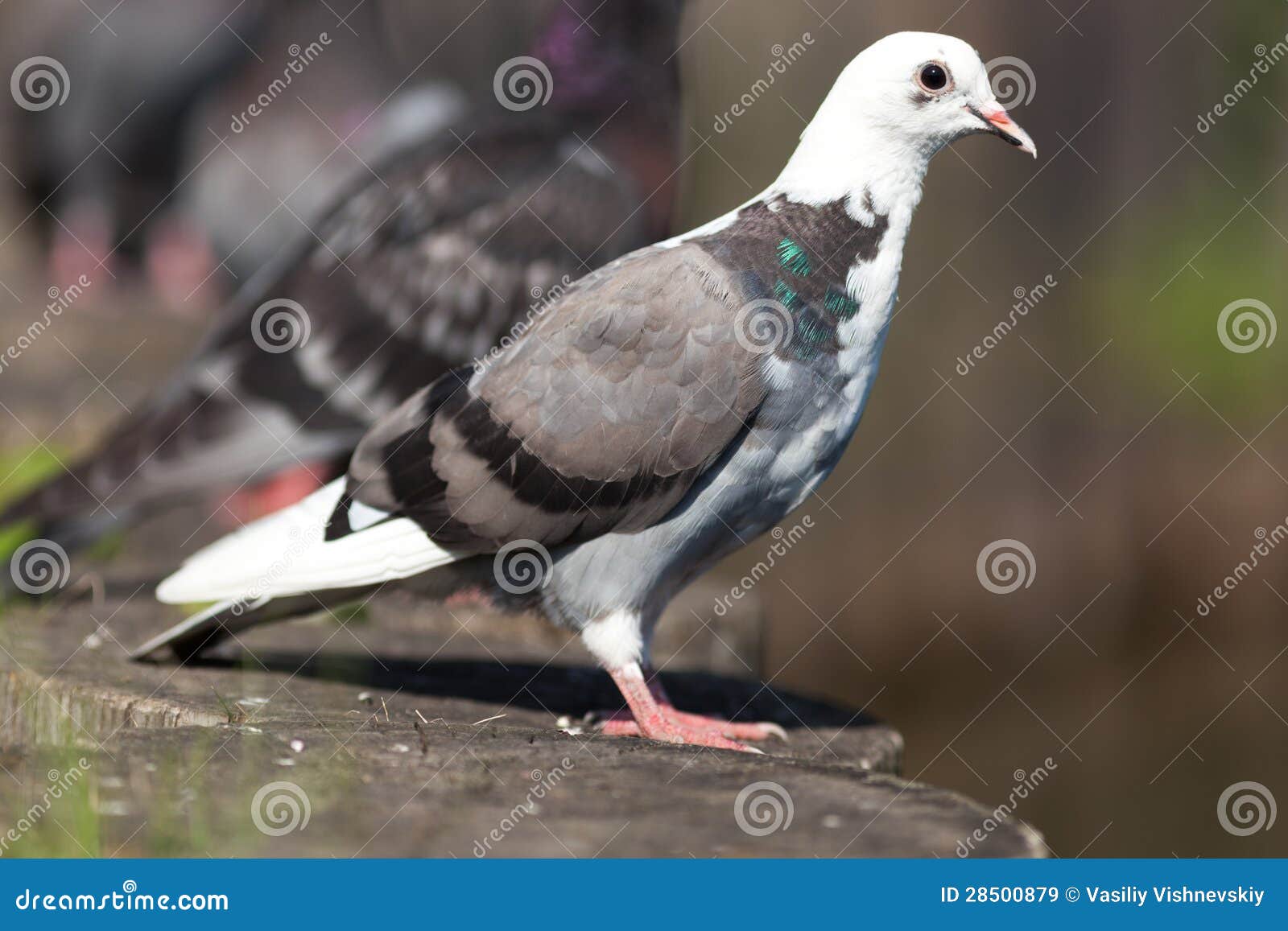 Columba livia, Rock Dove. stock image. Image of race - 28500879