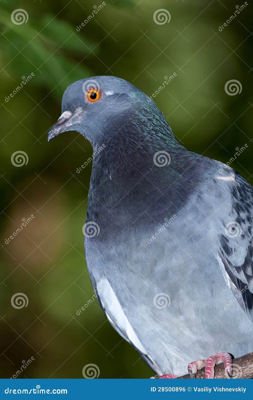 Columba livia, Rock Dove. stock photo. Image of habitat - 28500896