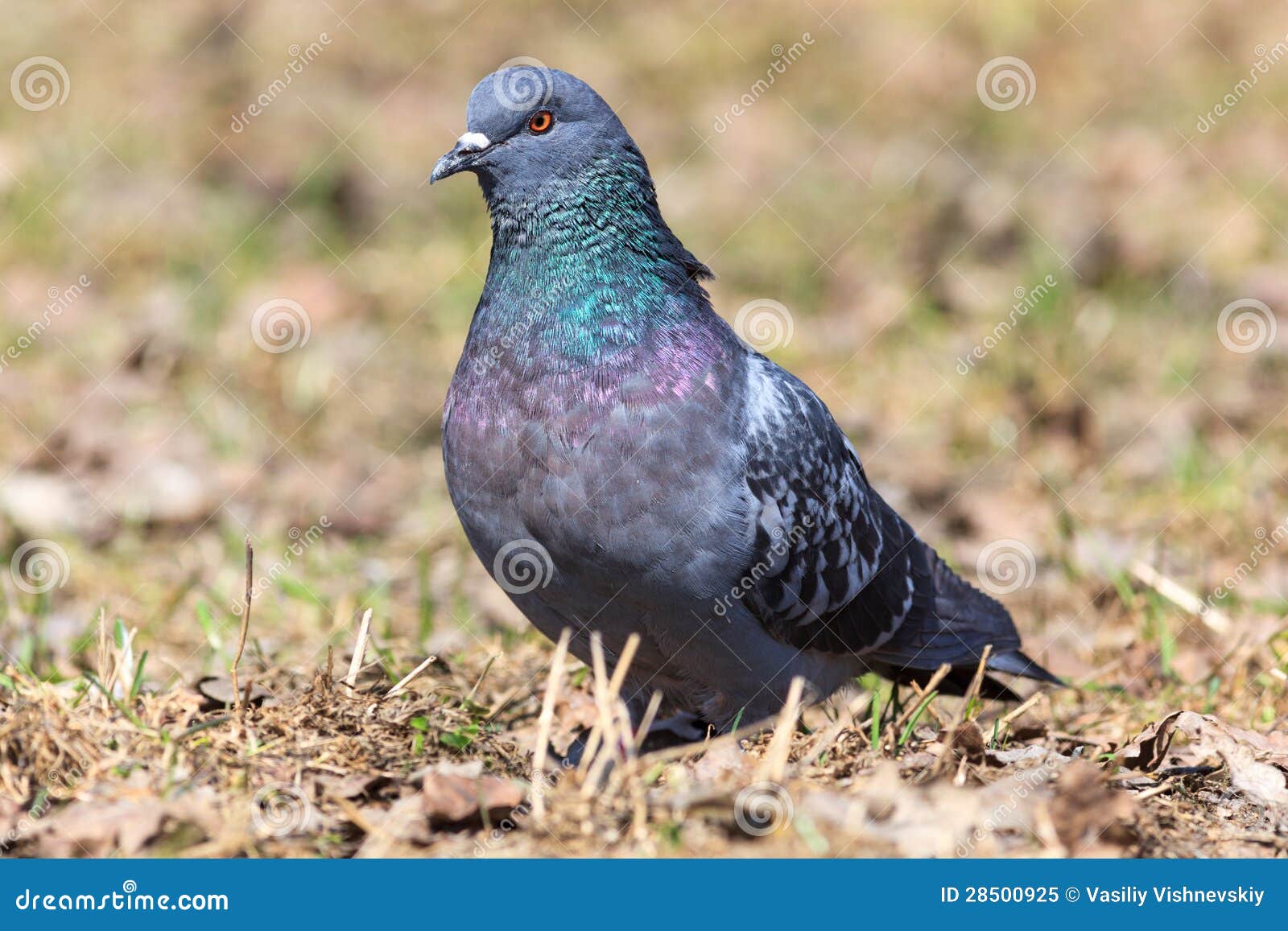 Columba livia, Rock Dove. stock image. Image of wild - 28500925